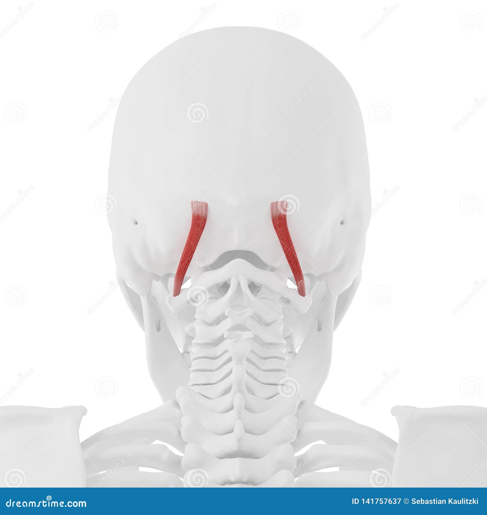 The Obliquus Superior Capitis Stock Illustration - Illustration of ...