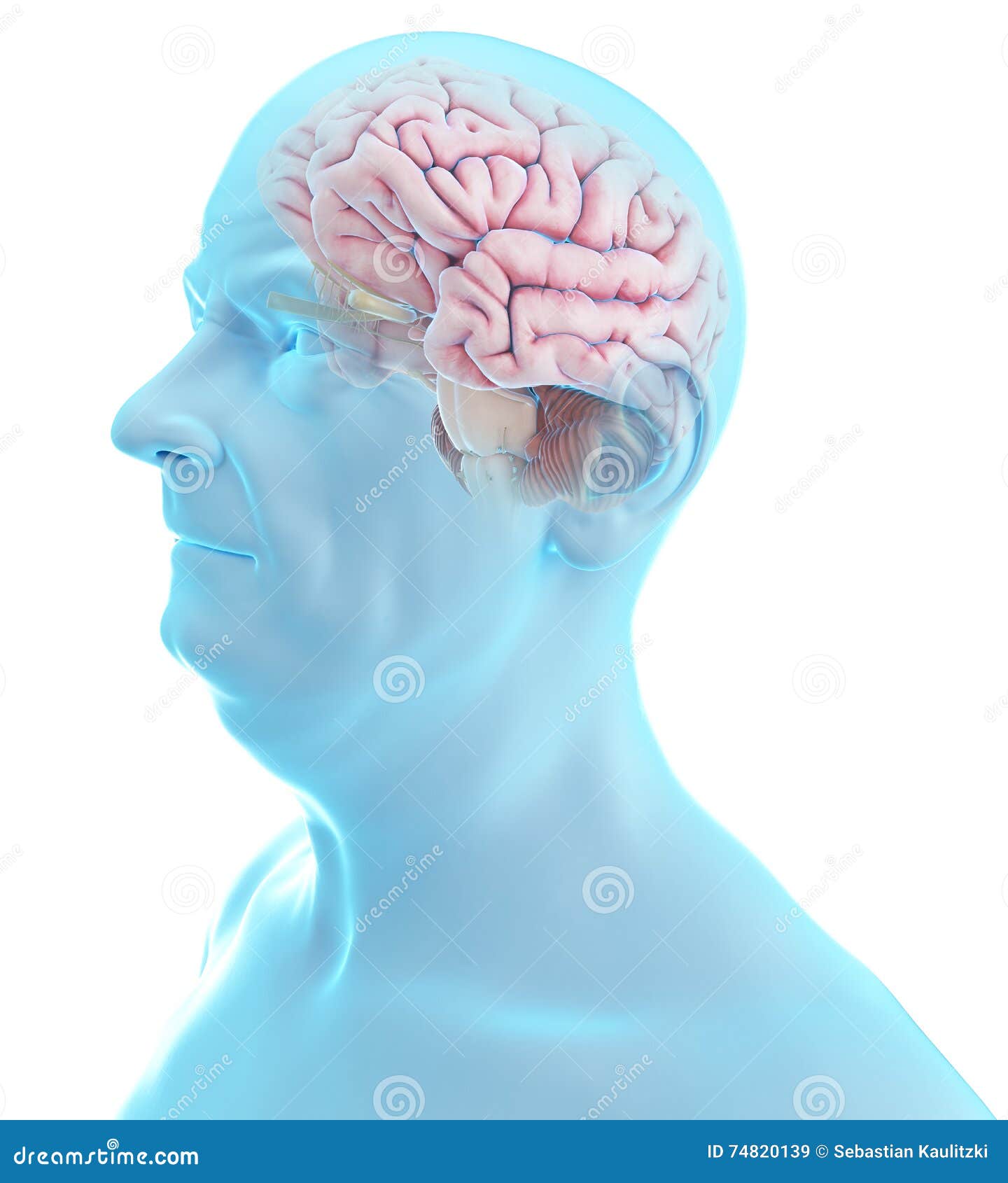 Old guys brain stock illustration. Illustration of rendering - 74820139