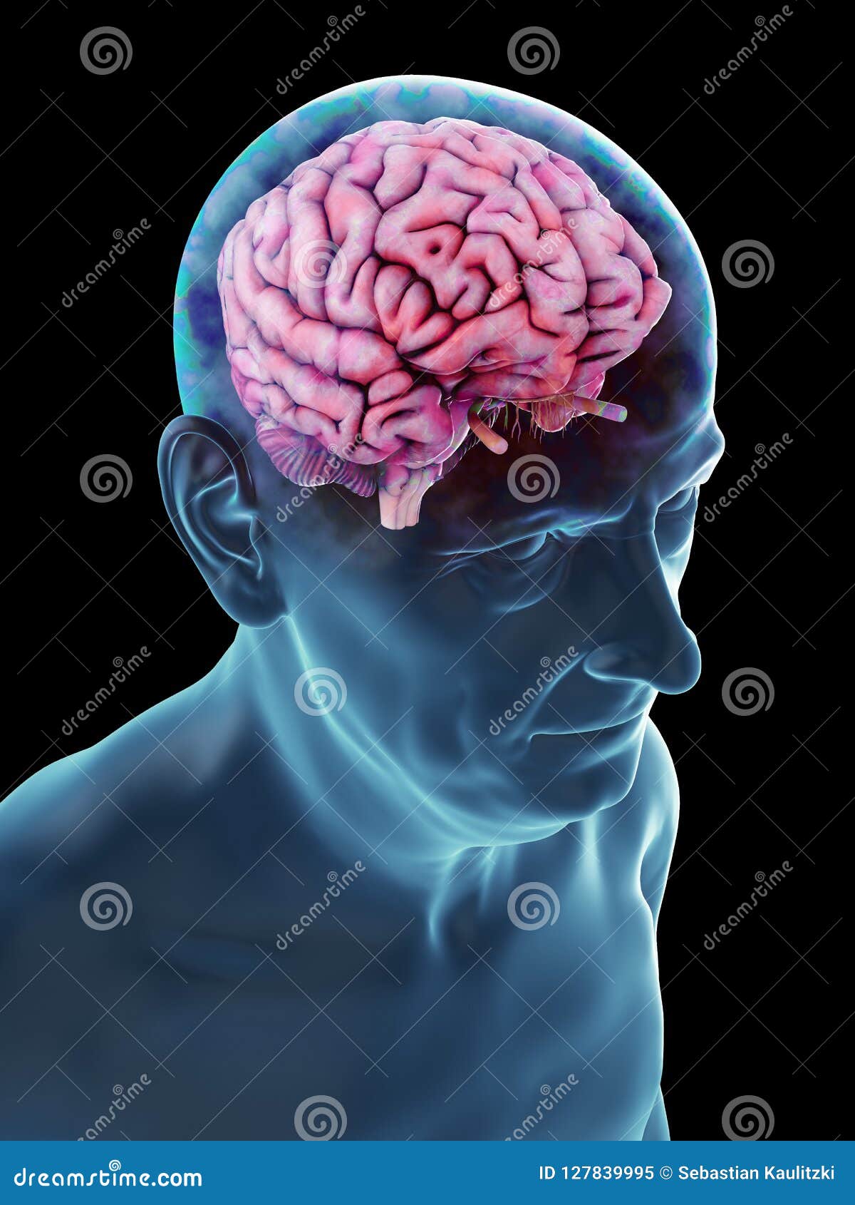 An old mans brain stock illustration. Illustration of medical - 127839995