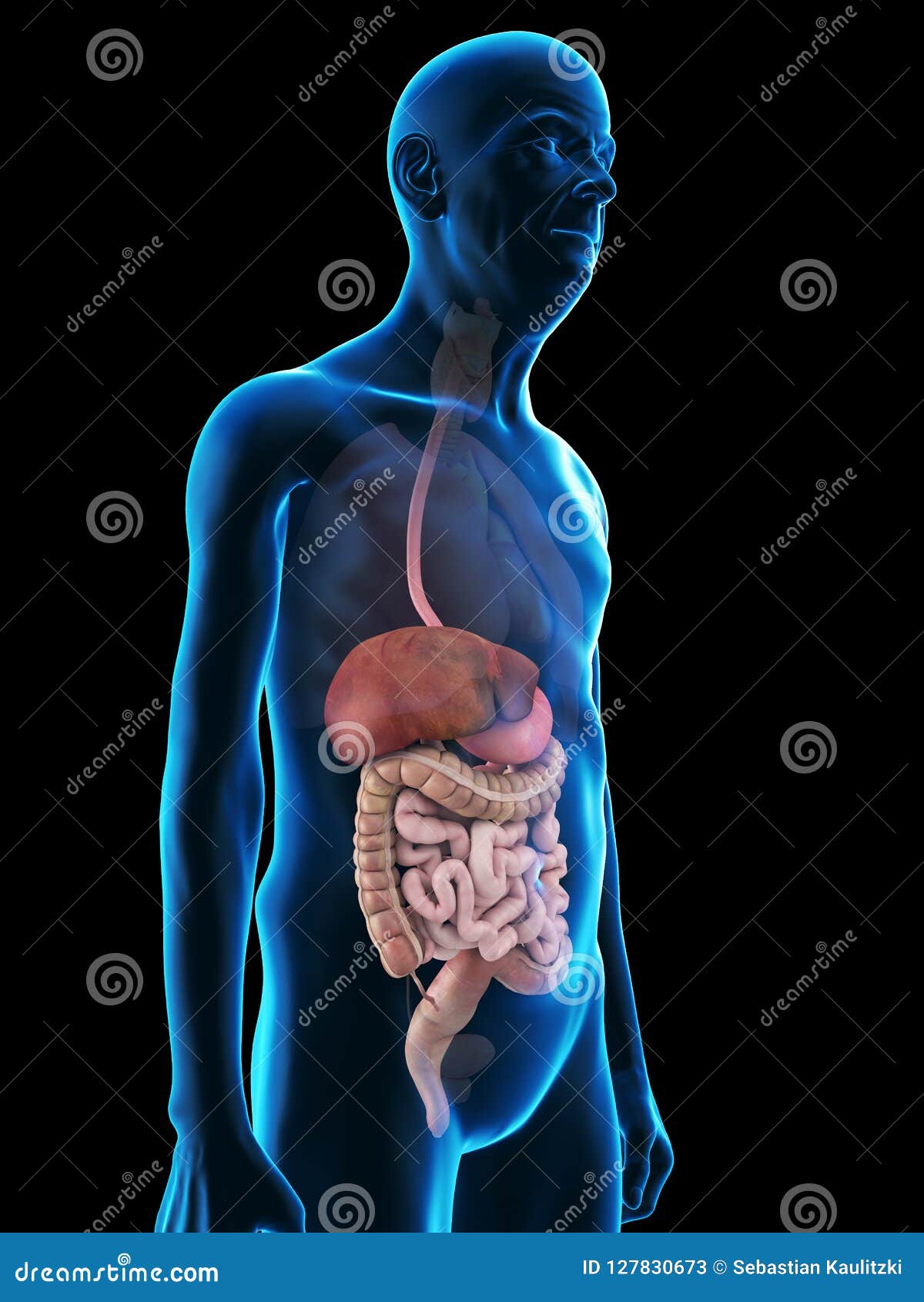 An Old Mans Digestive System Stock Illustration - Illustration of ...