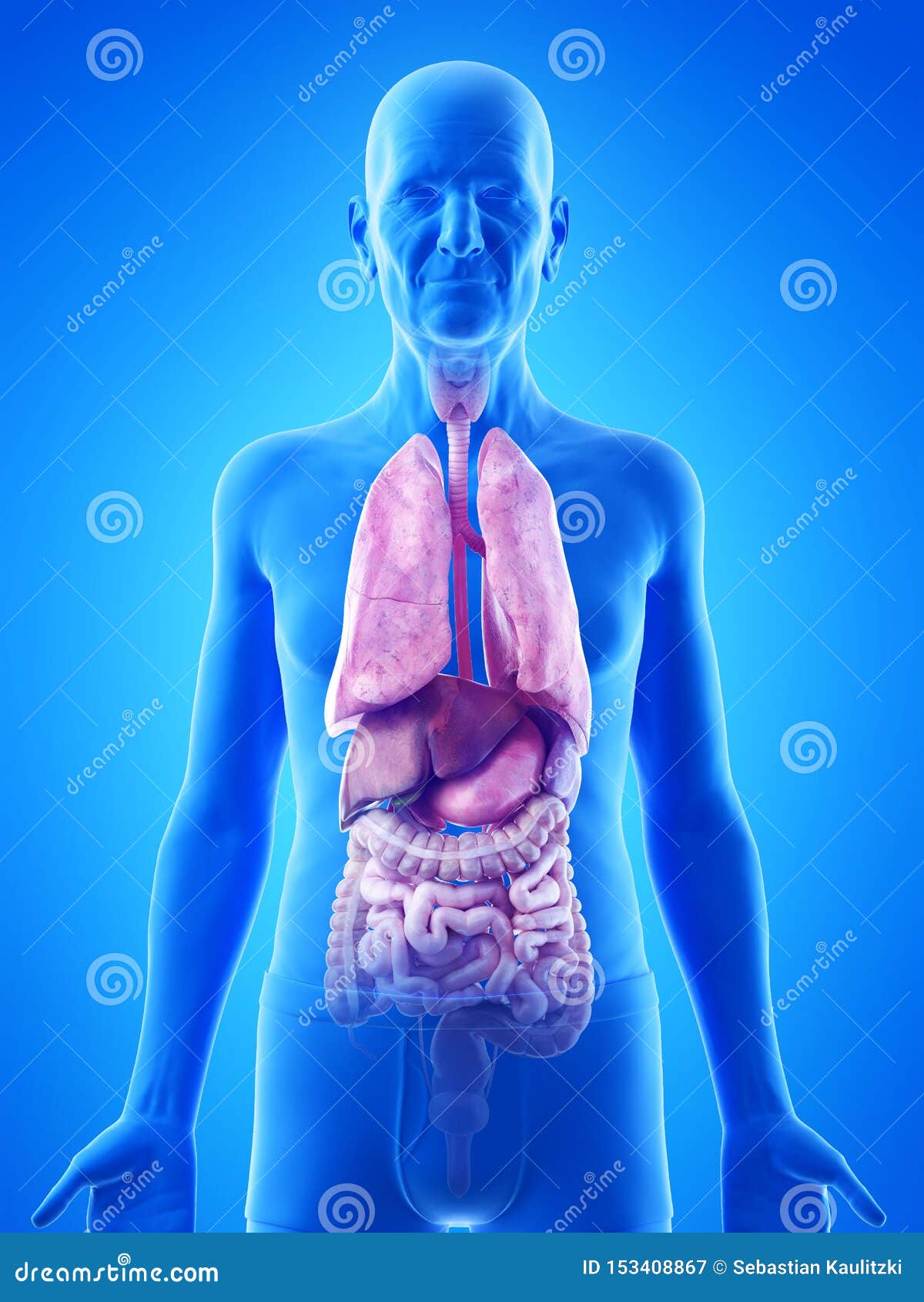 An Old Mans Internal Organs Stock Illustration - Illustration of ...