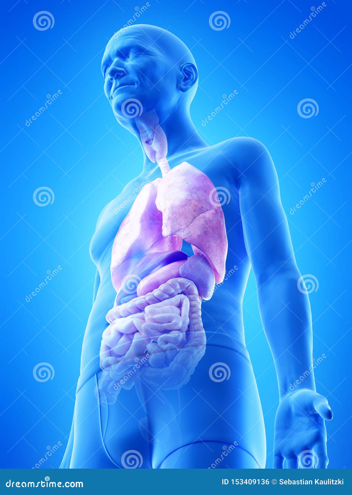 An Old Mans Internal Organs Royalty-Free Illustration | CartoonDealer ...