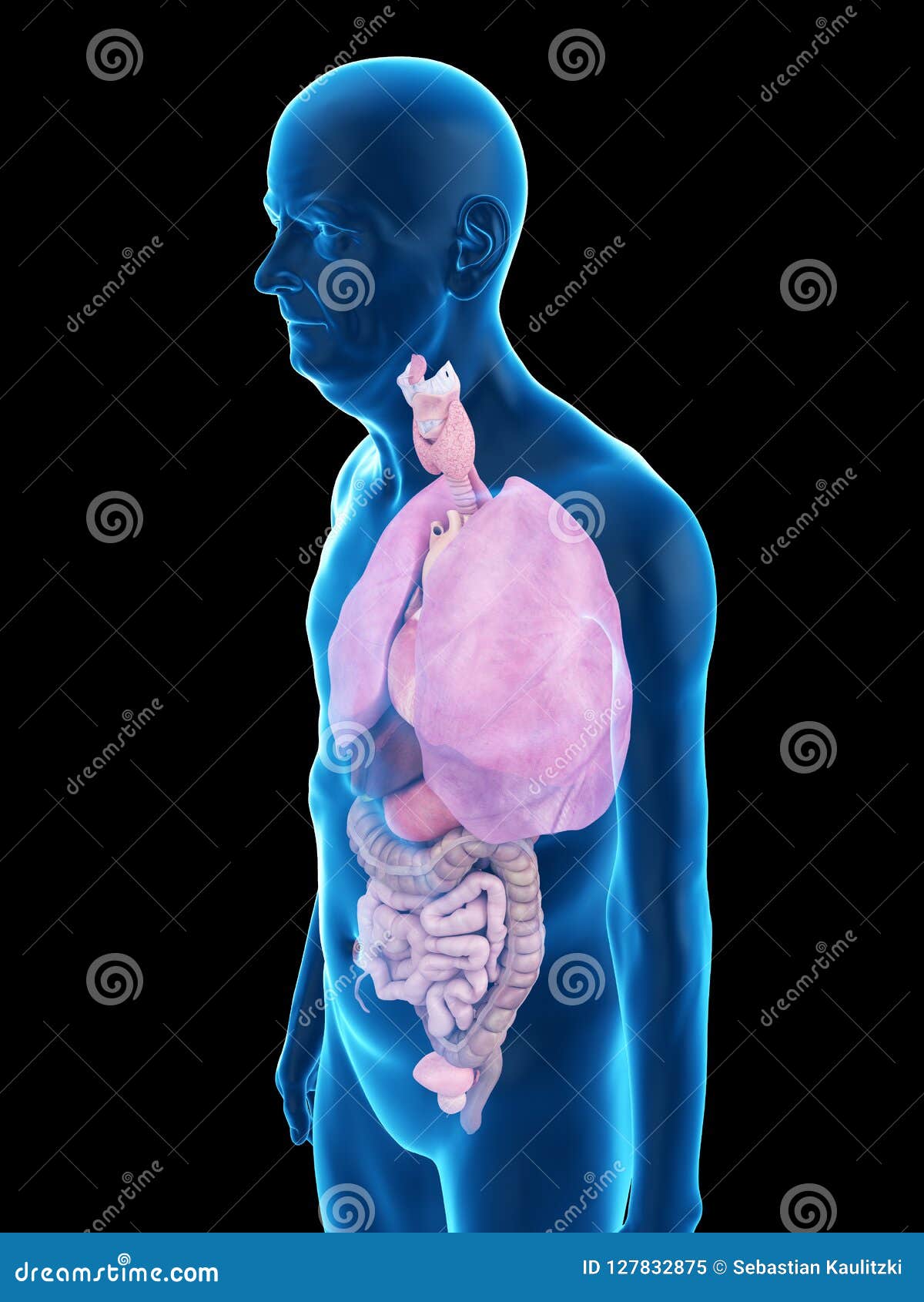 An old mans organs stock illustration. Illustration of elderly - 127832875