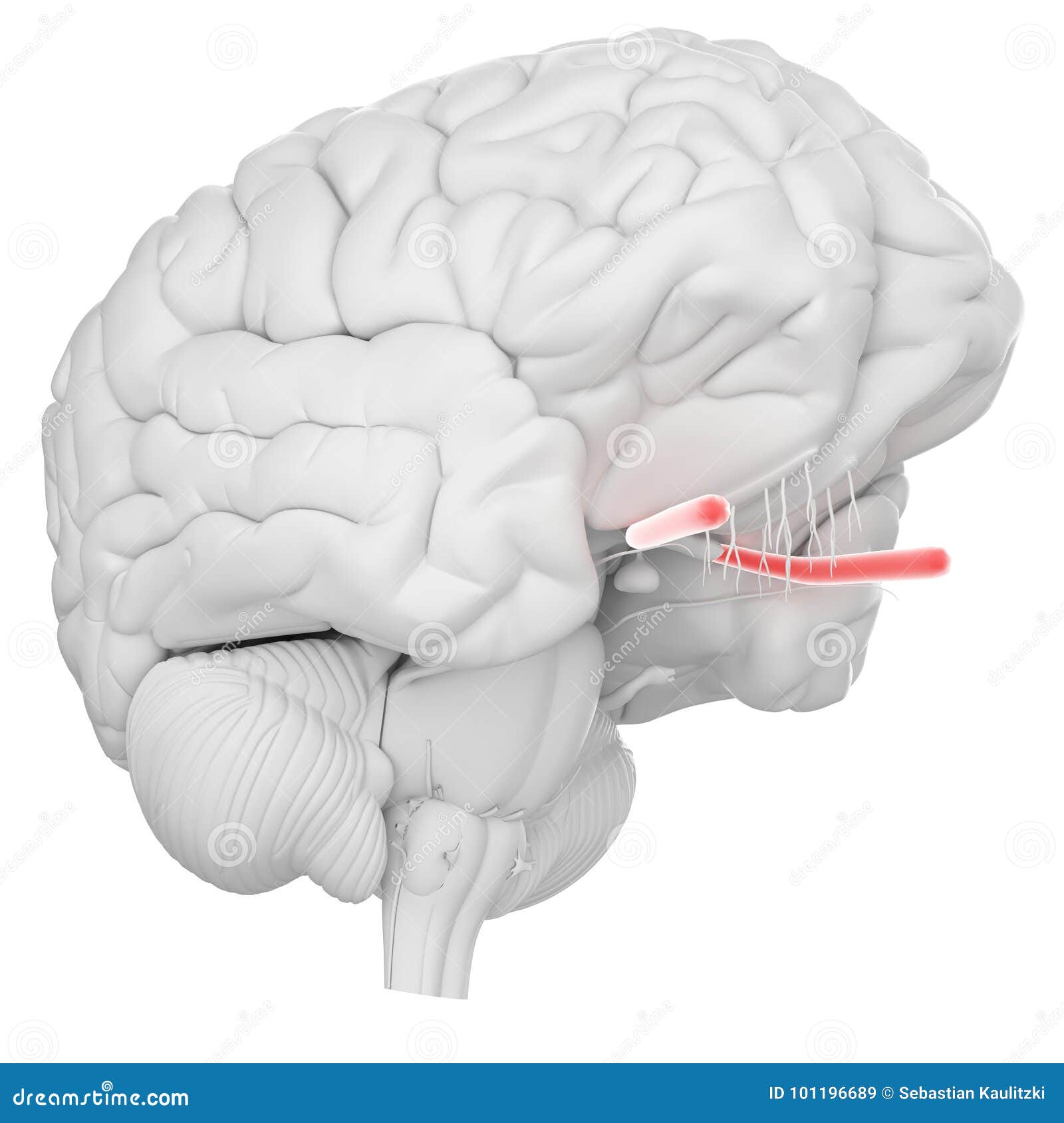 The optic nerve stock illustration. Illustration of rendered - 101196689