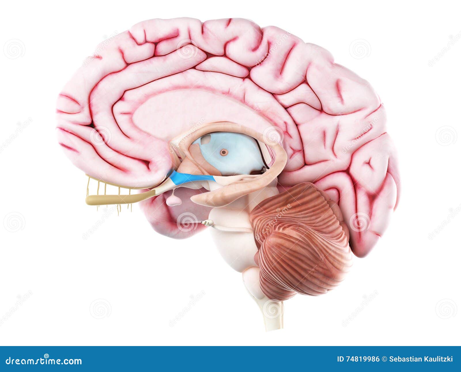 The optic tract stock illustration. Illustration of medicine - 74819986