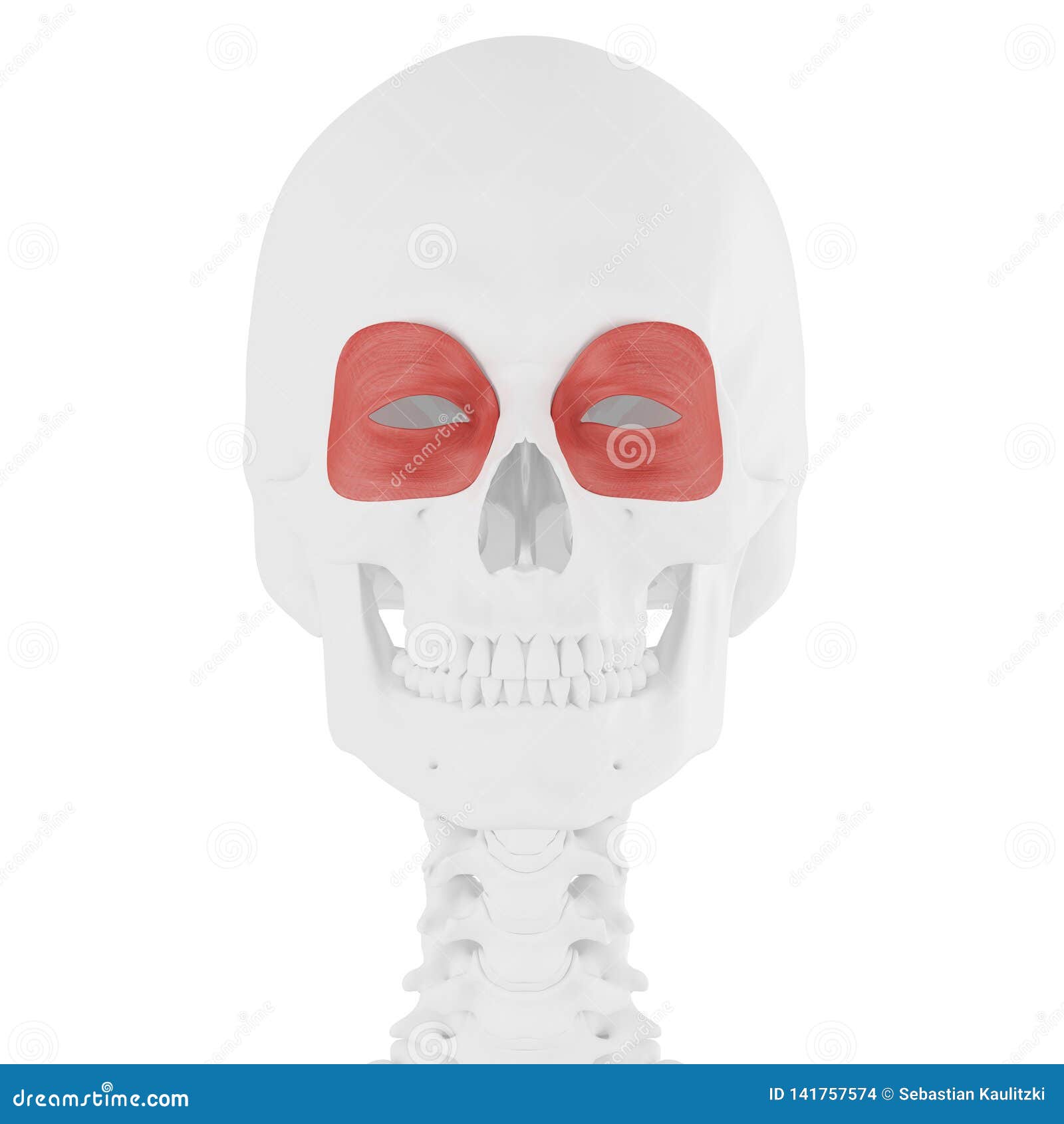 The Orbicularis Oculi stock illustration. Illustration of isolated ...