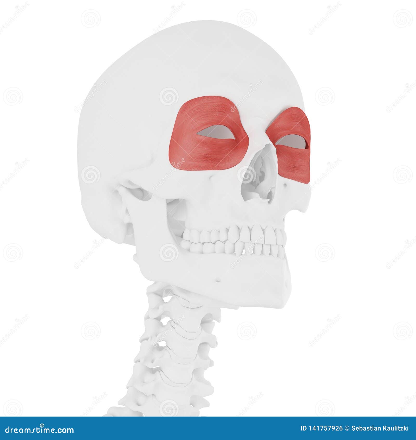 Orbicularis Oculi Royalty-Free Cartoon | CartoonDealer.com #153406688