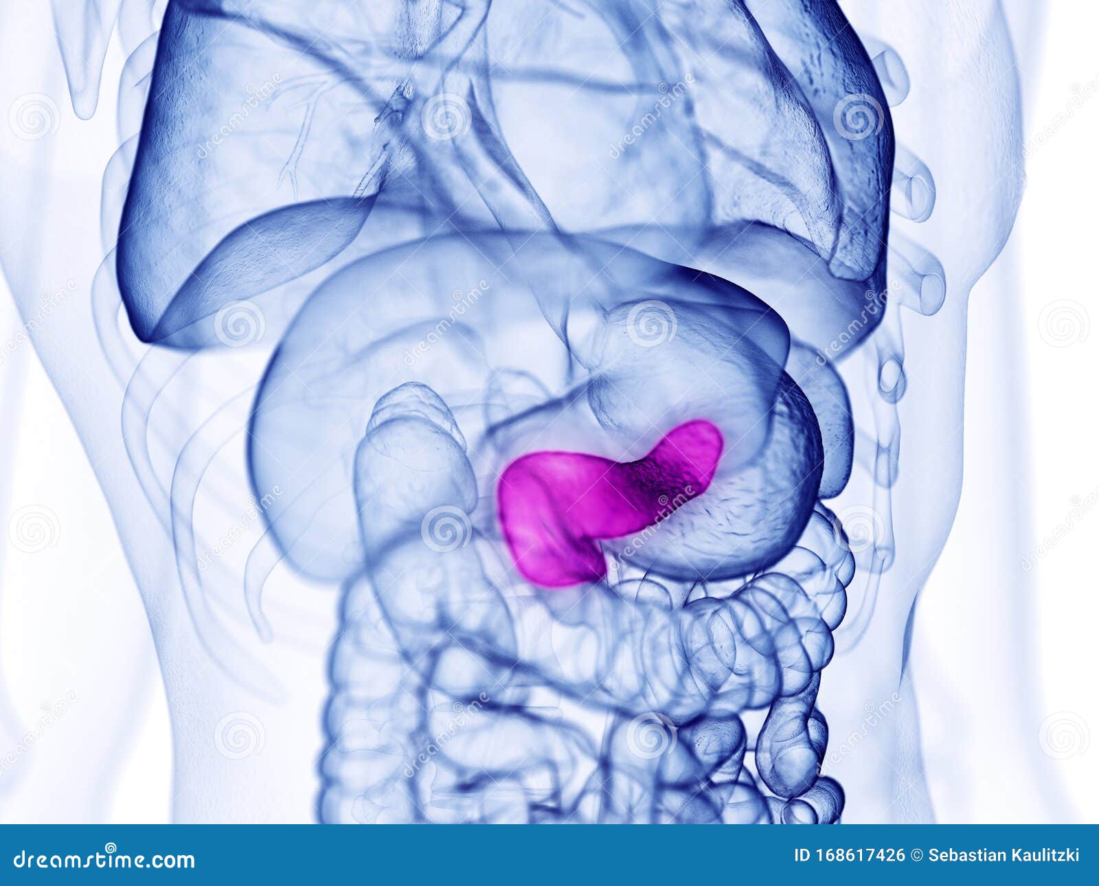 The pancreas stock illustration. Illustration of transparent - 168617426