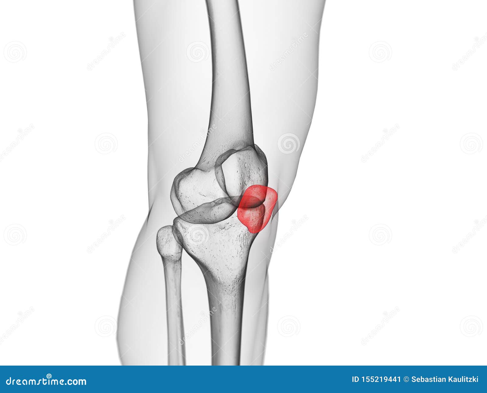 Patella Bone Stock Illustration | CartoonDealer.com #88900738
