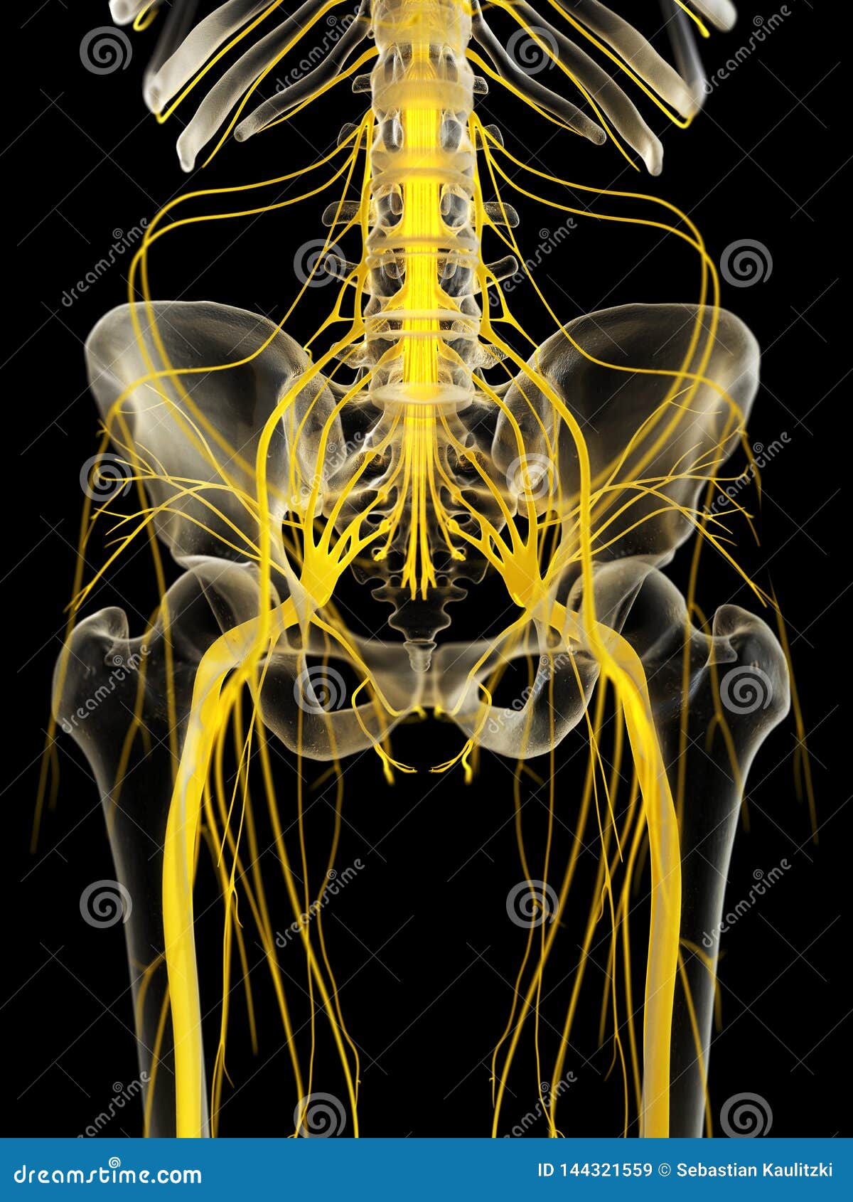 The pelvis nerves stock illustration. Illustration of rendered - 144321559