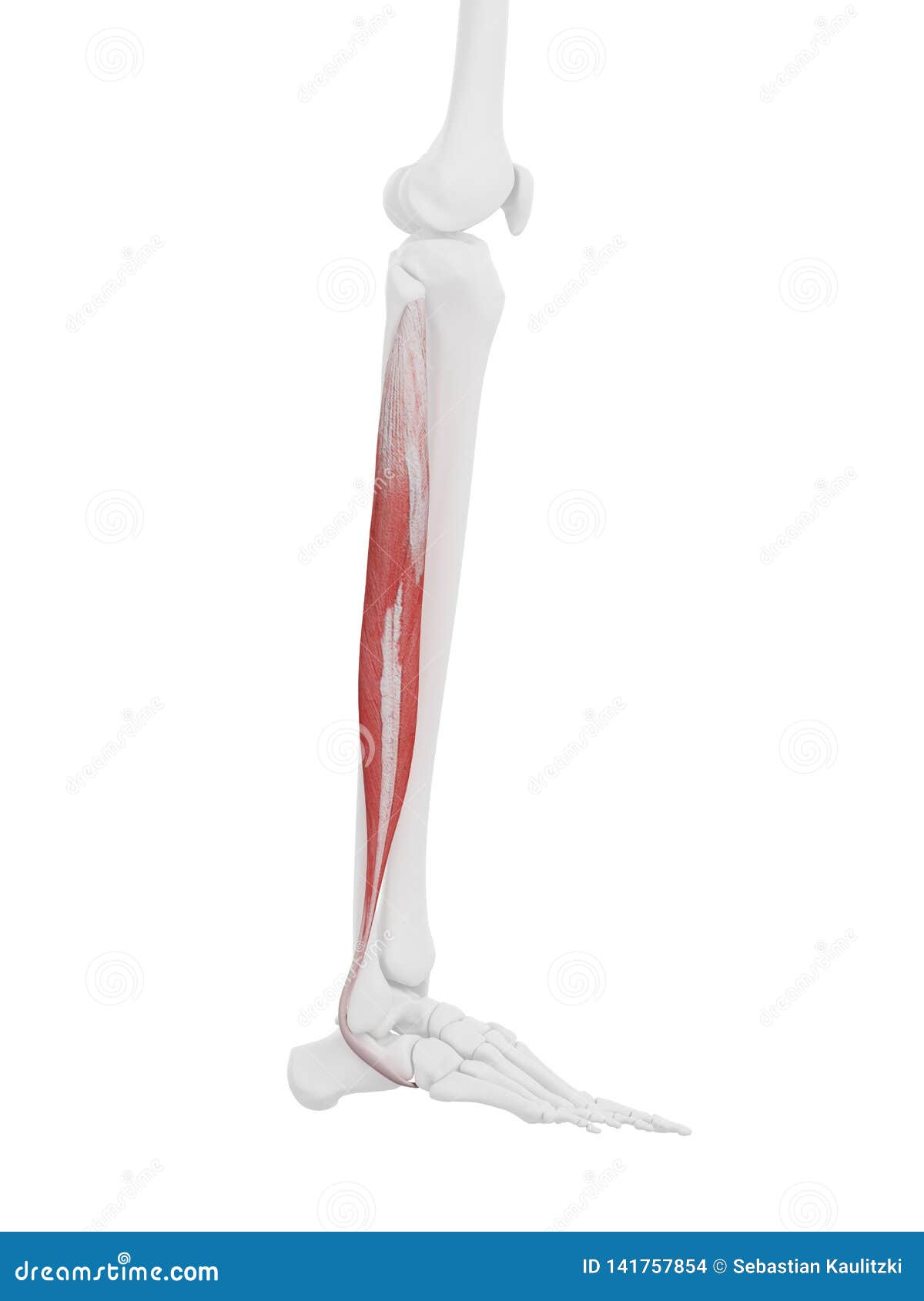 The Peroneus Longus stock illustration. Illustration of rendered ...