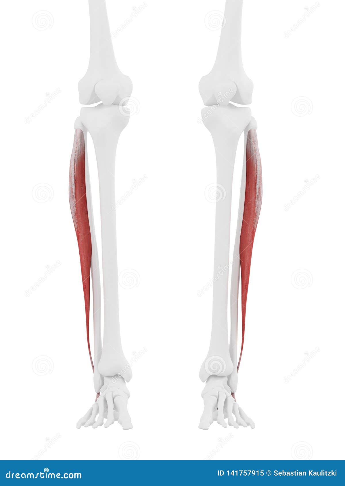 The Peroneus Longus stock illustration. Illustration of lower - 141757915