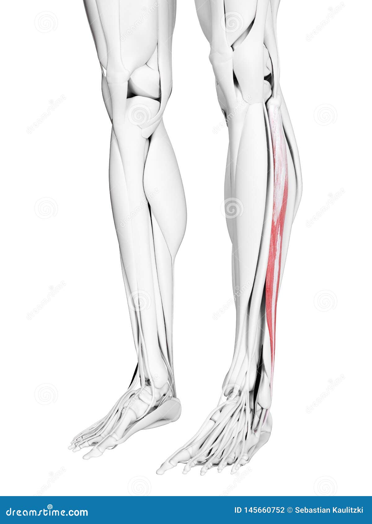 The peroneus longus stock illustration. Illustration of tendon - 145660752