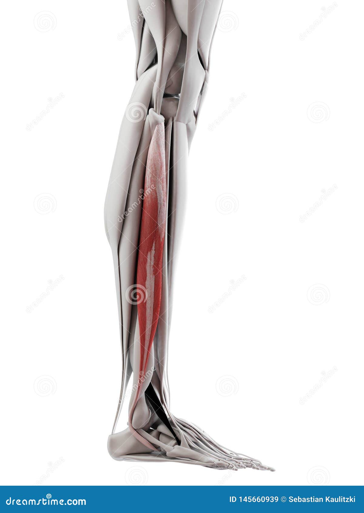 The peroneus longus stock illustration. Illustration of health - 145660939