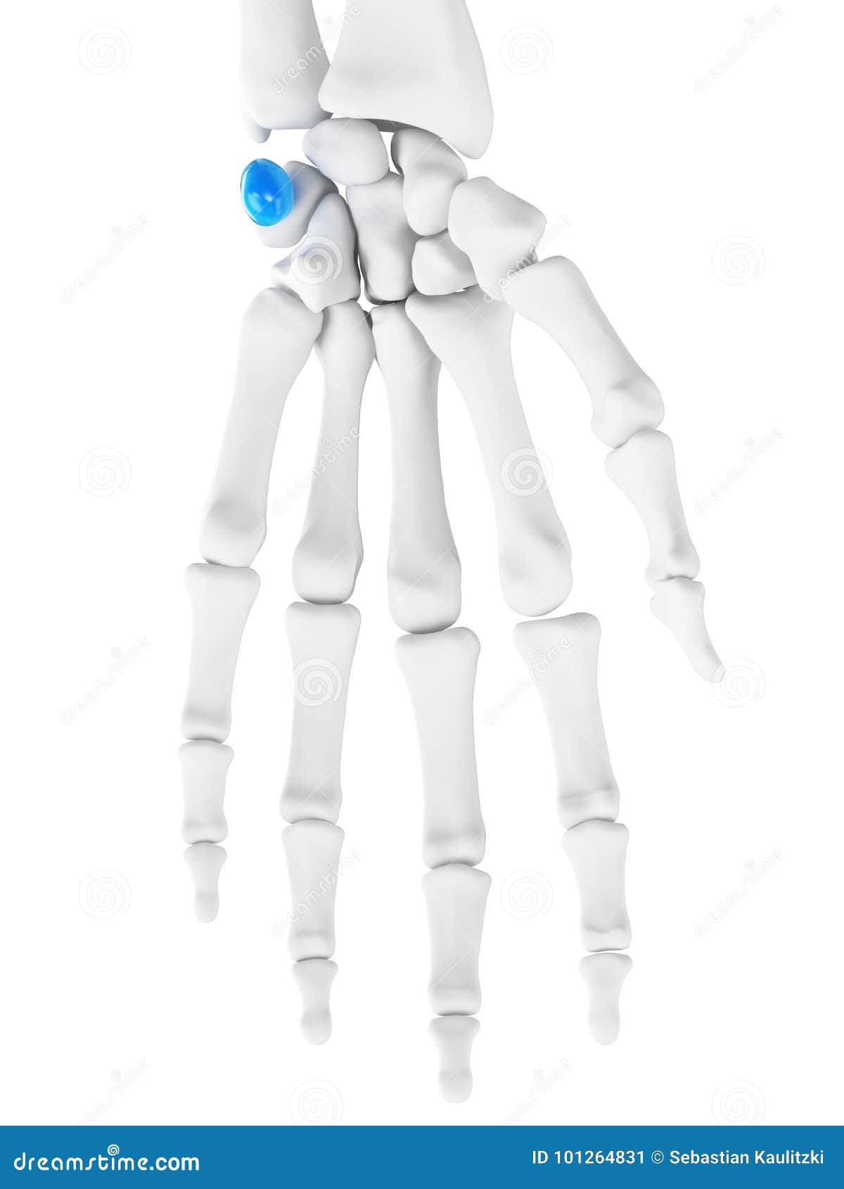 The pisiform stock illustration. Illustration of human - 101264831