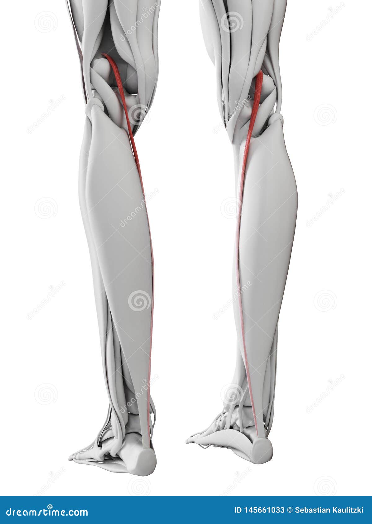 Plantaris Myofascial Trigger Points And Back Of Knee Pain Royalty-Free ...