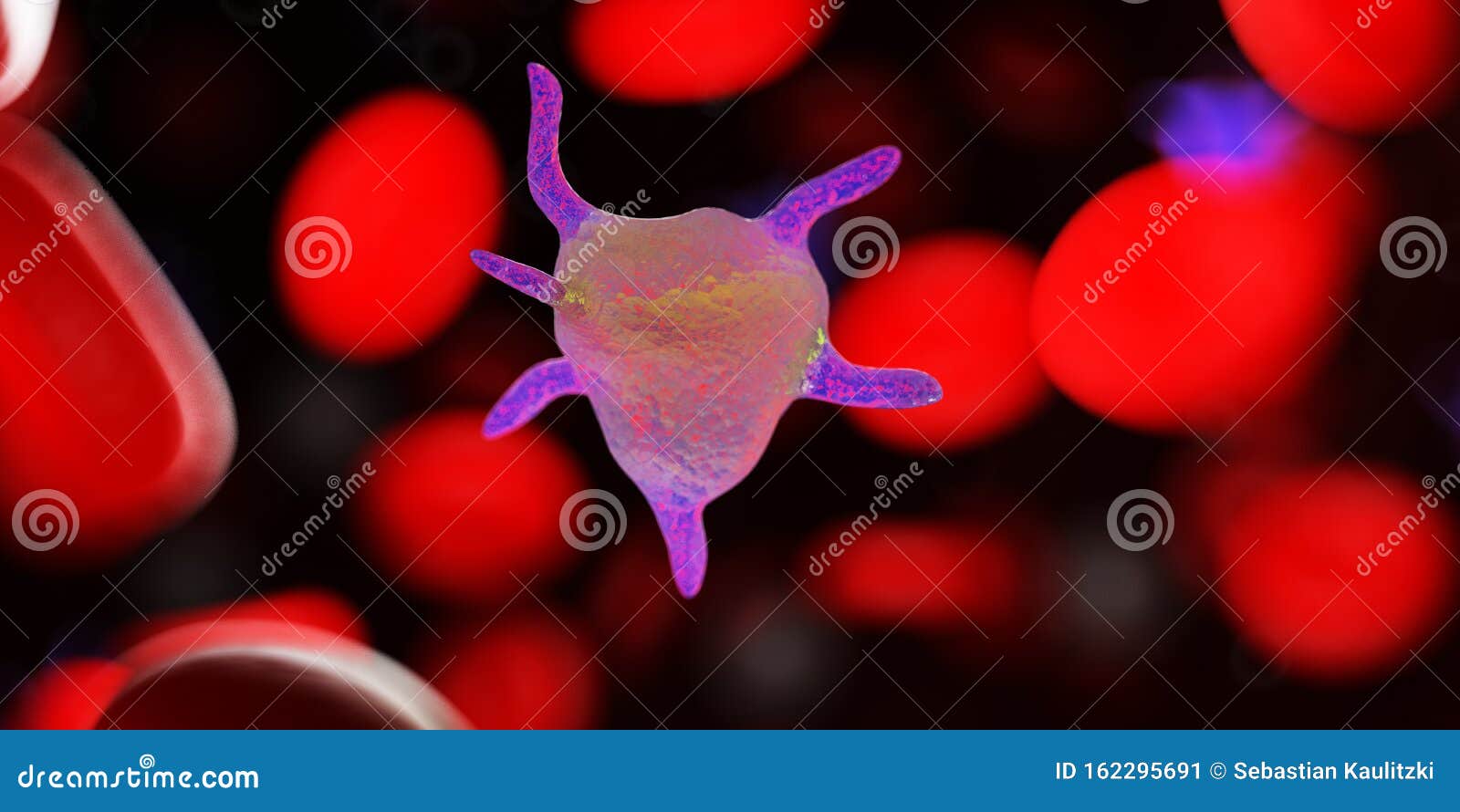 Platelet Life Circle. The Life Circle Of The Thrombocyte From Bone ...