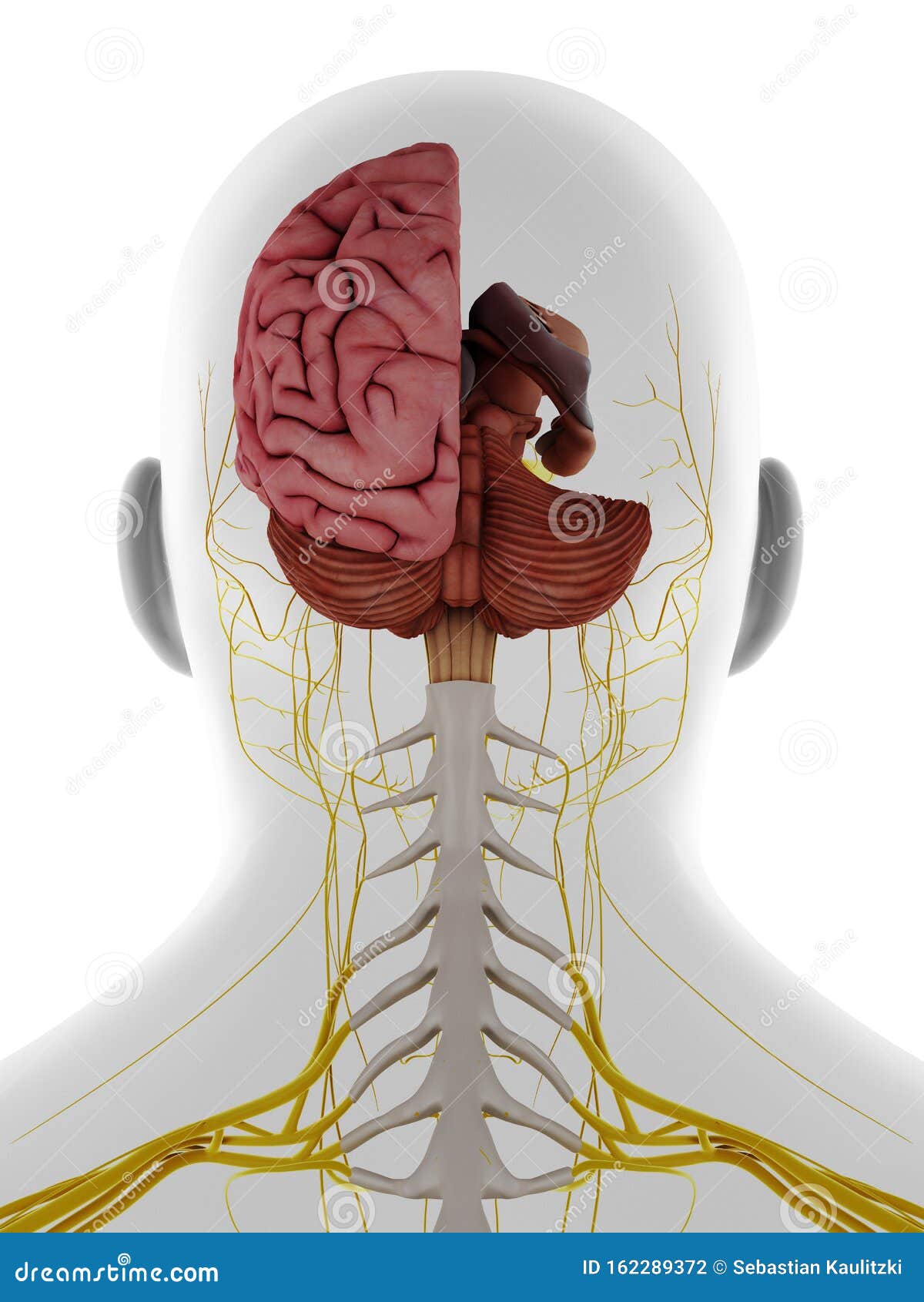 The posterior of the brain stock illustration. Illustration of cerebrum ...
