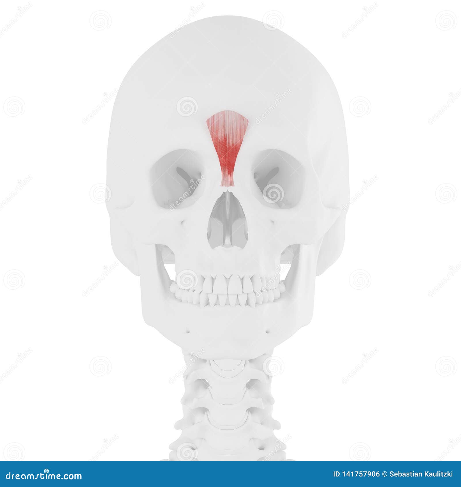 The Procerus stock illustration. Illustration of rendering - 141757906