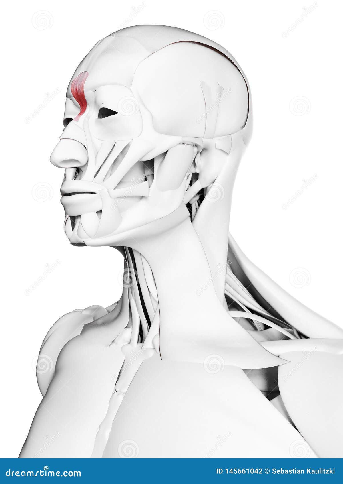 The procerus stock illustration. Illustration of procerus - 145661042