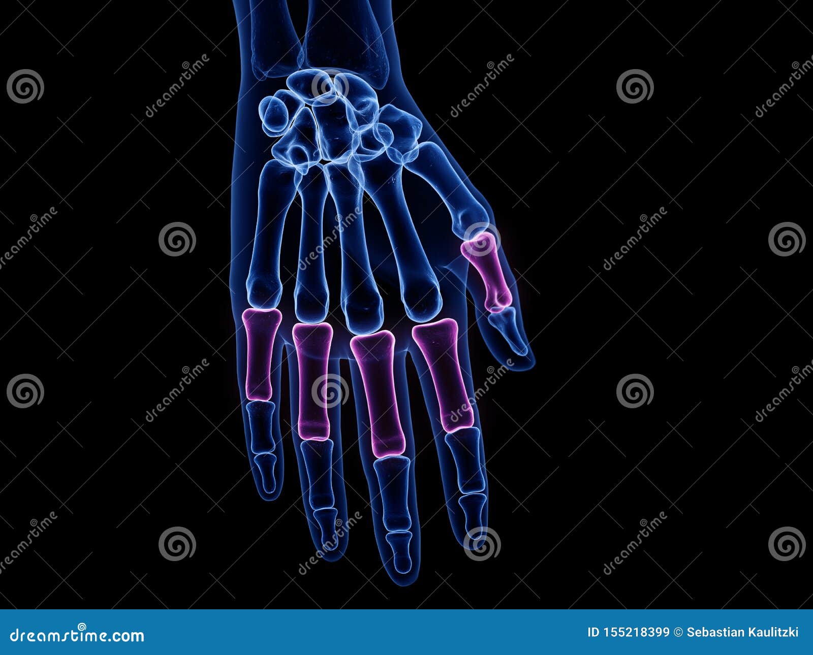 The proximal phalanges stock illustration. Illustration of hand - 155218399