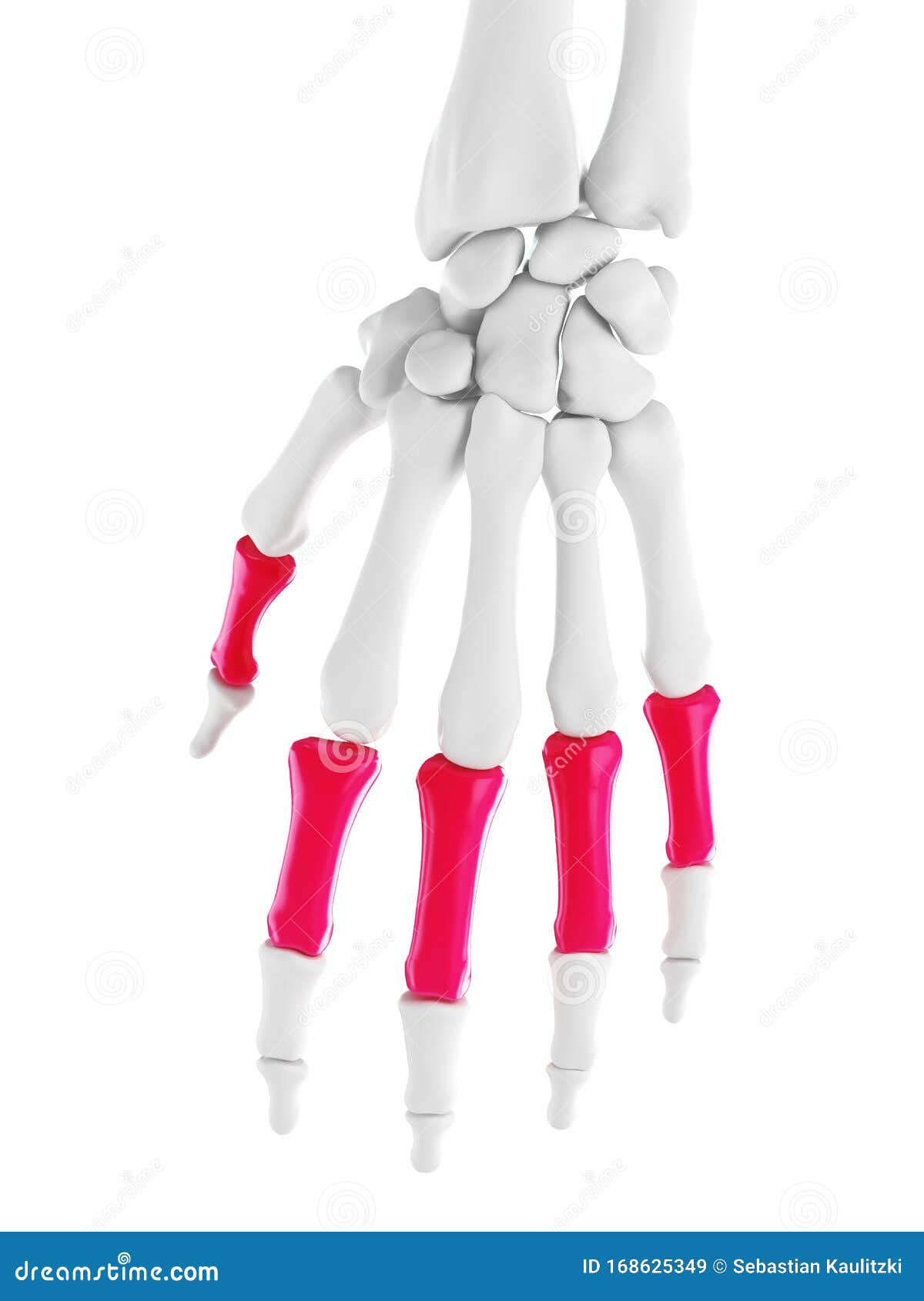 The proximal phalanges stock illustration. Illustration of proximal ...