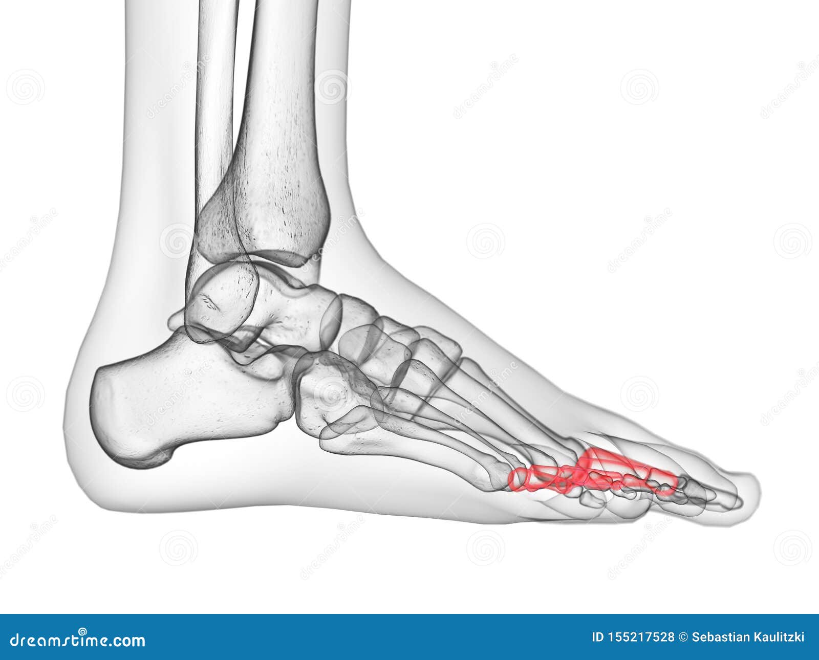 The proximal phalanx bone stock illustration. Illustration of skeletal ...
