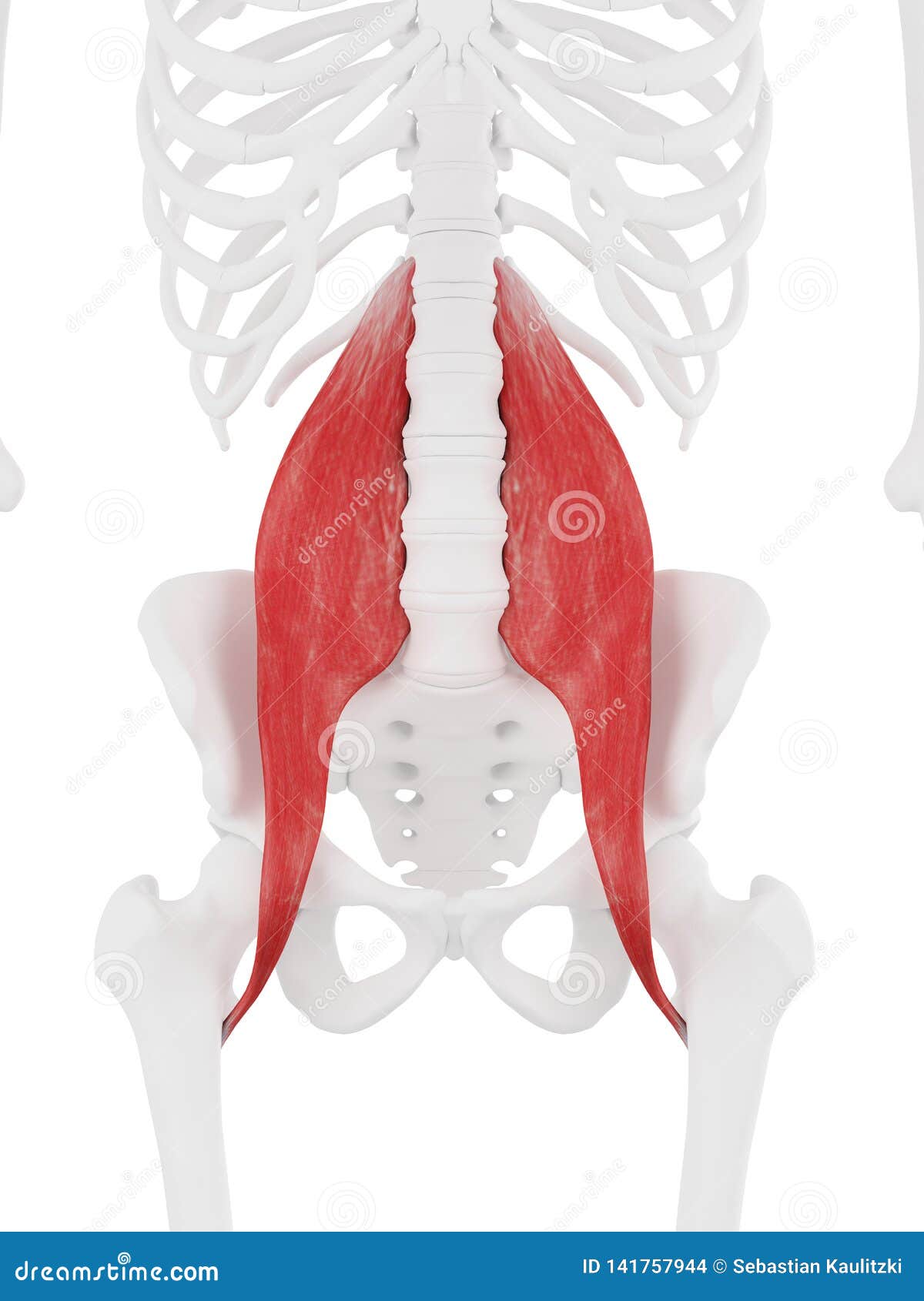 The Psoas Major stock illustration. Illustration of musculoskeletal ...