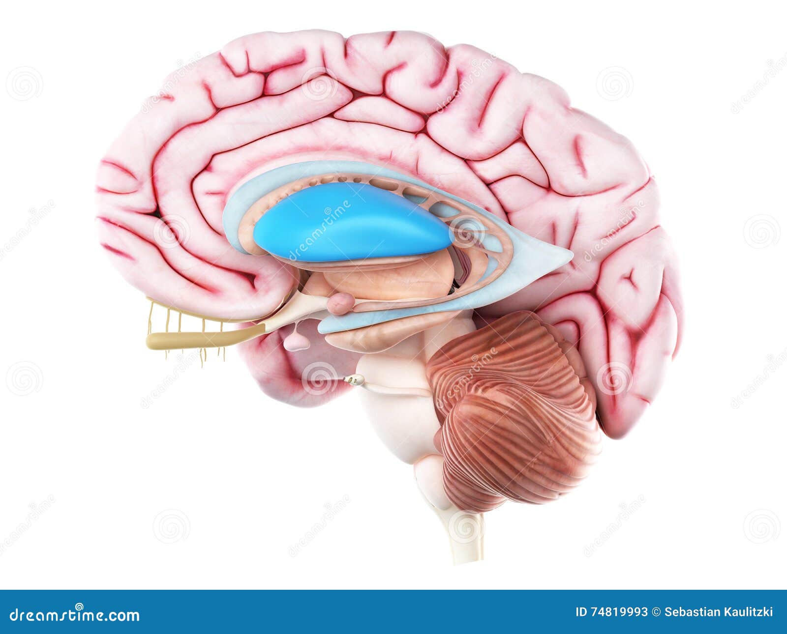 The putamen stock illustration. Illustration of artwork - 74819993