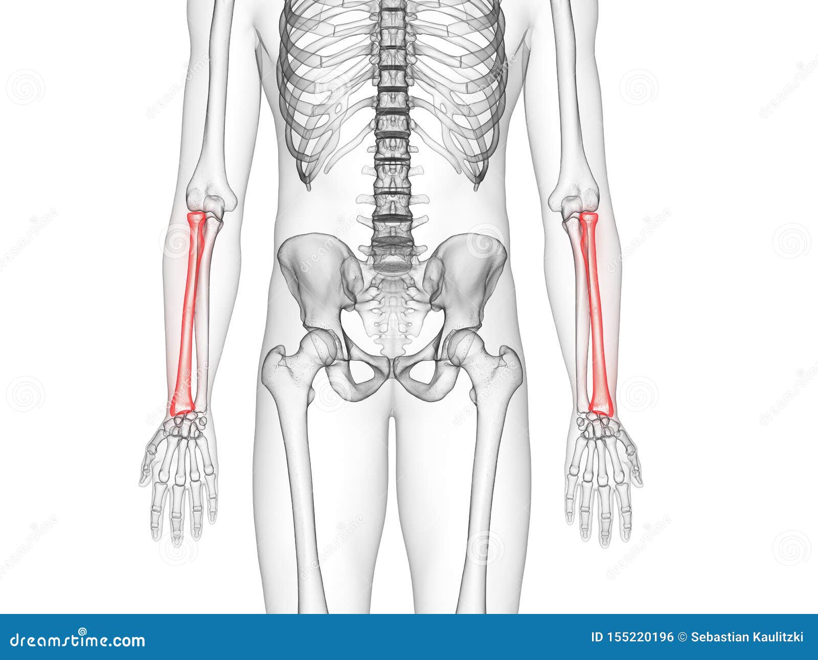 The Radius Stock Illustration | CartoonDealer.com #57843586