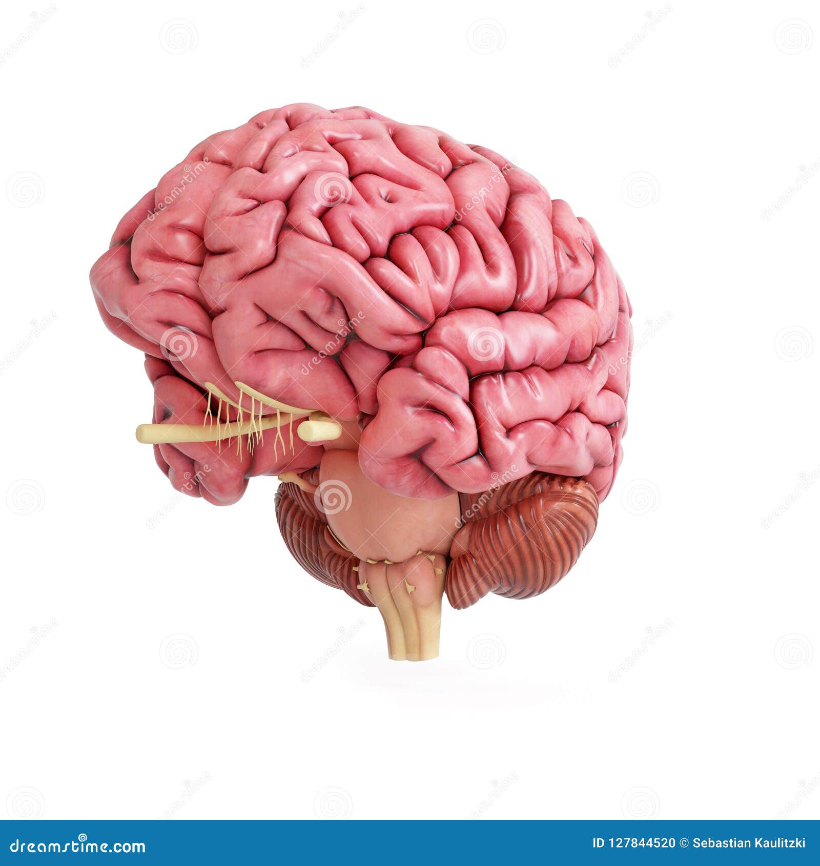 A realistic human brain stock illustration. Illustration of concept ...