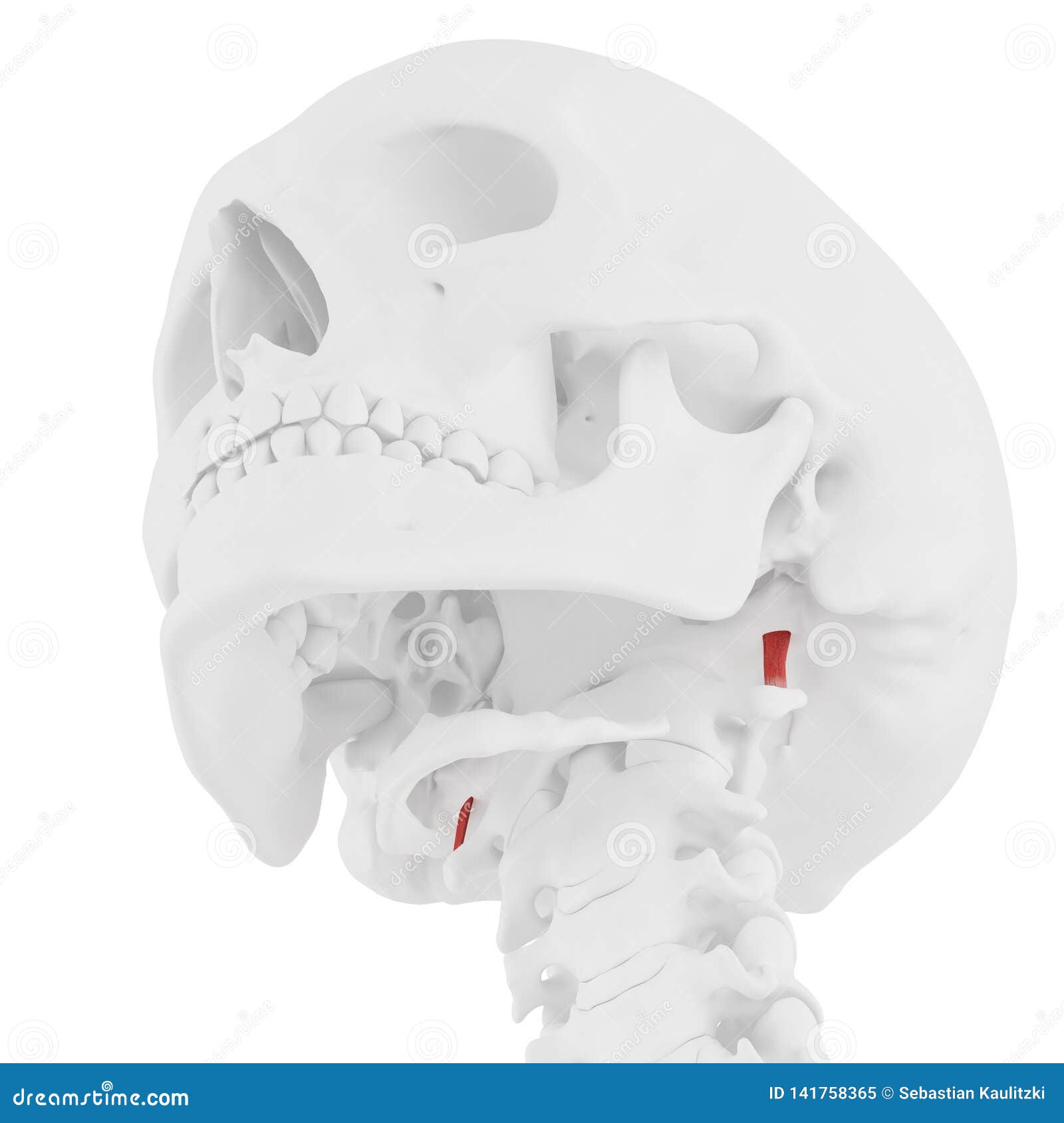 The Rectus Capitis Lateralis Stock Illustration - Illustration of ...