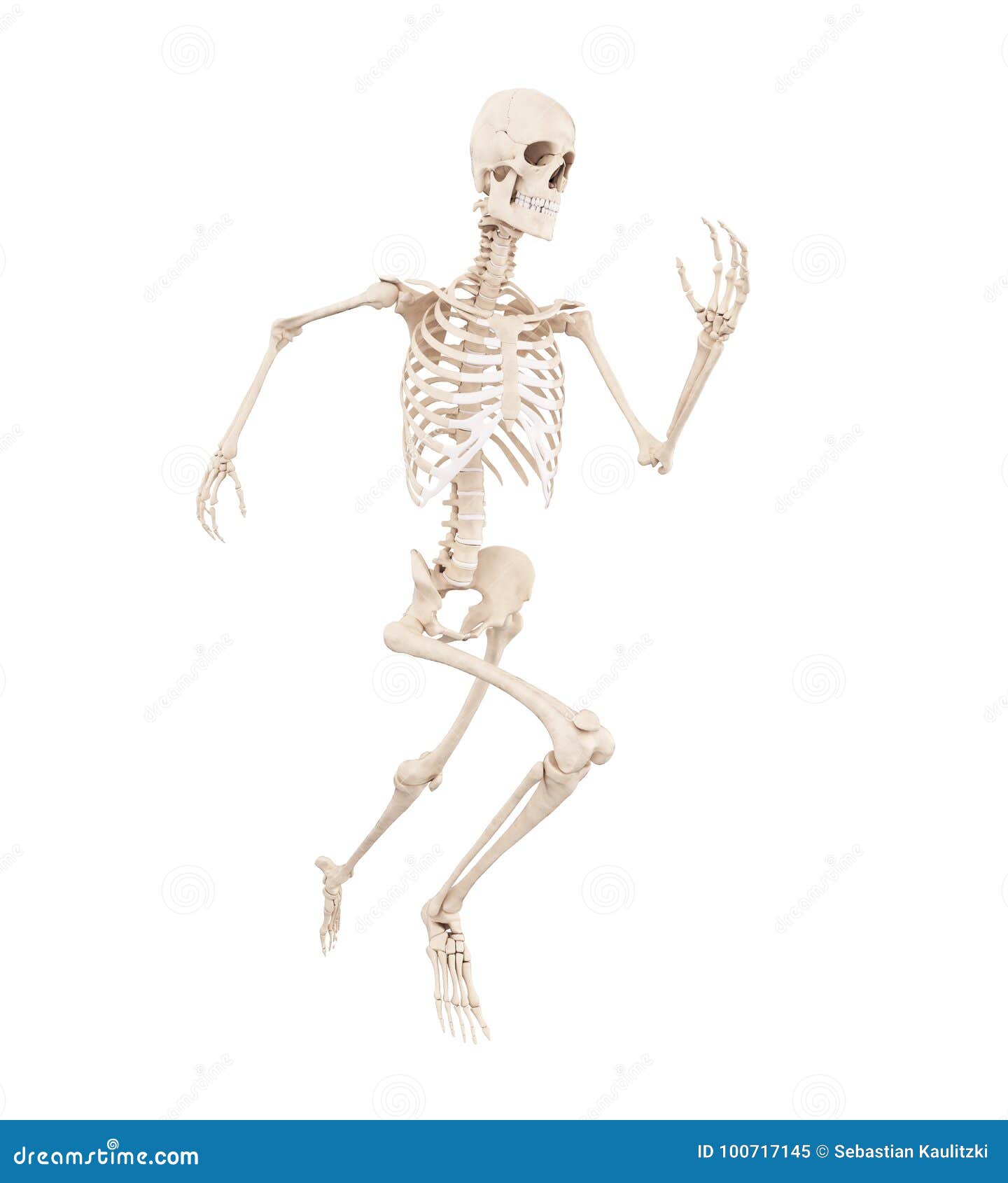 Running Skeleton Stock Illustration | CartoonDealer.com #12902263