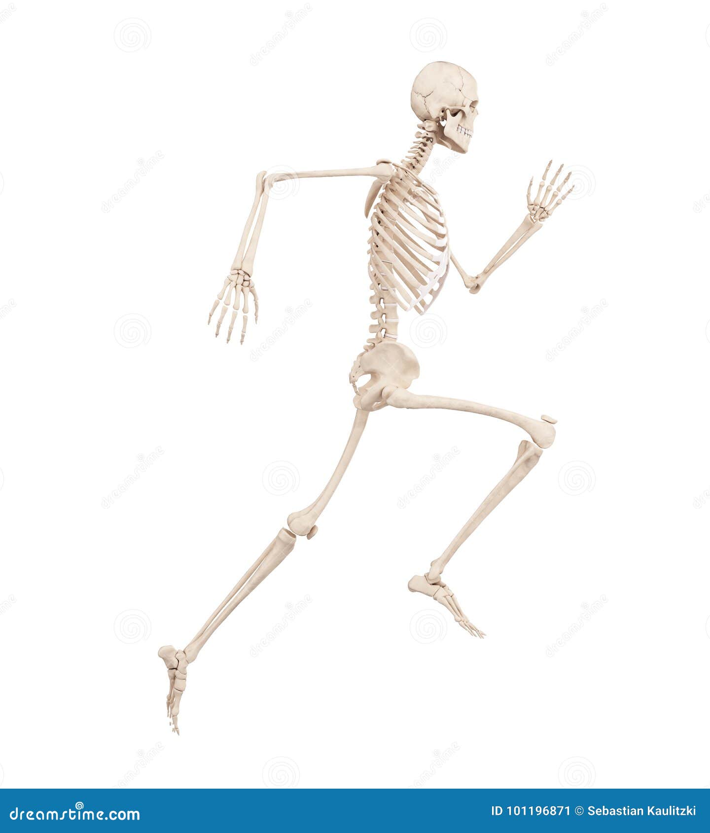 A running skeleton stock illustration. Illustration of graphic - 101196871