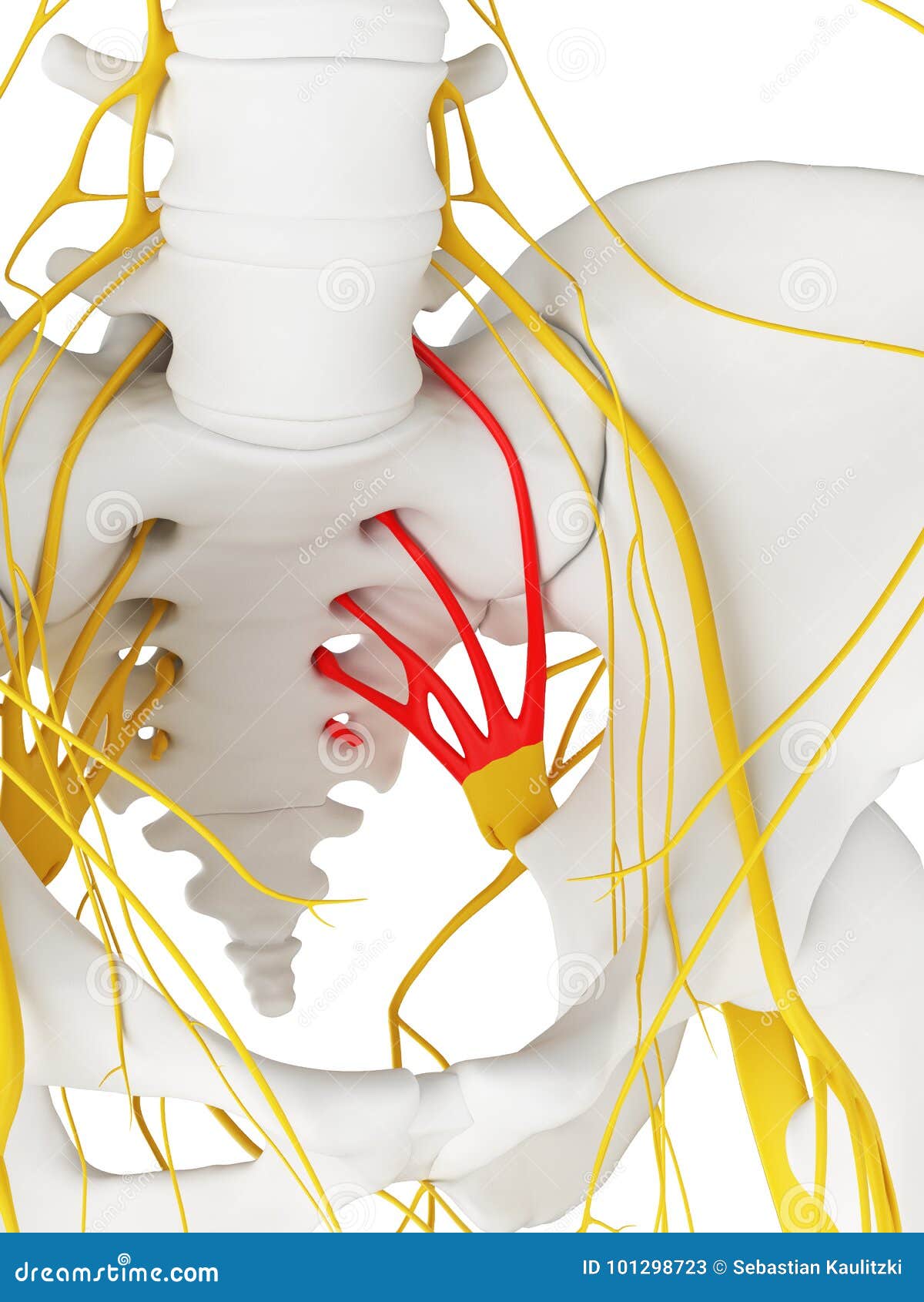 The sacral plexus stock illustration. Illustration of ilium - 101298723