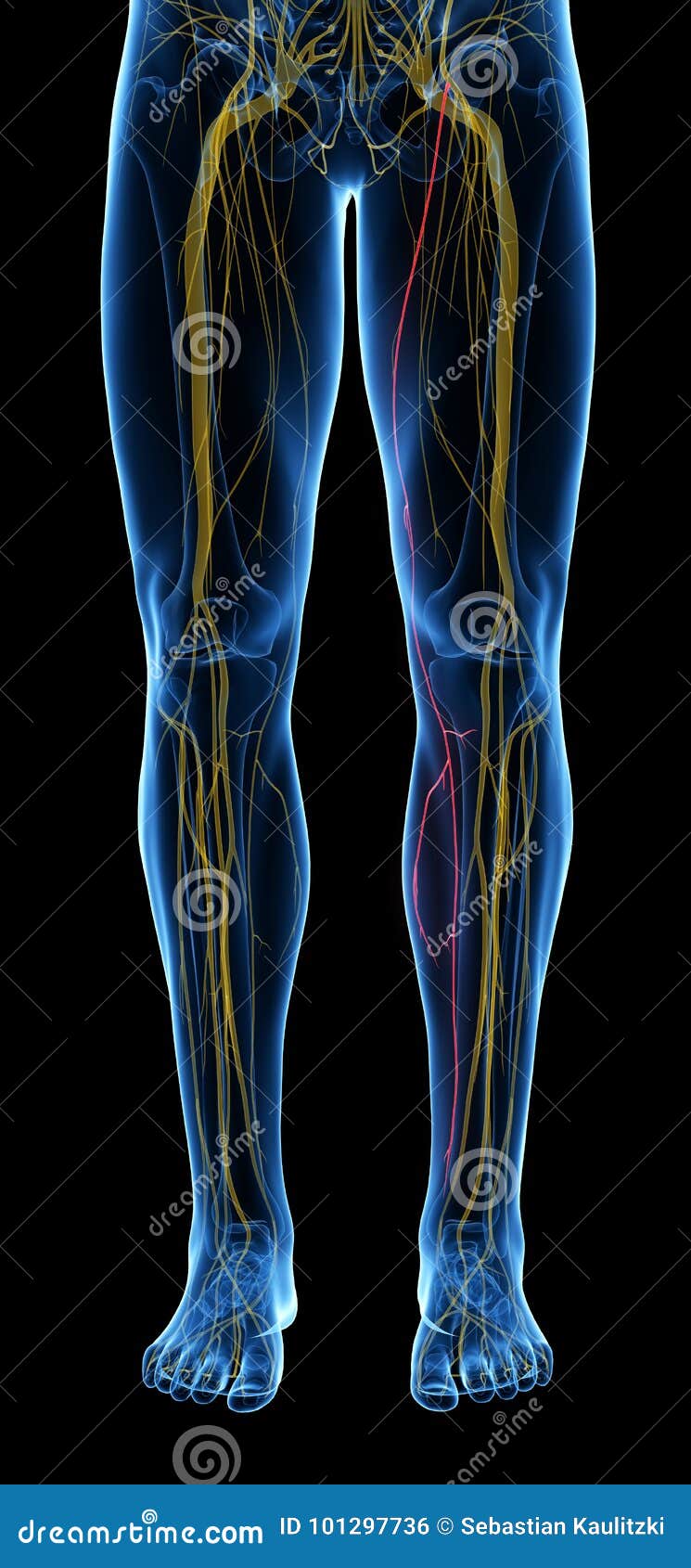 The Saphenous Nerve Royalty-Free Illustration | CartoonDealer.com ...