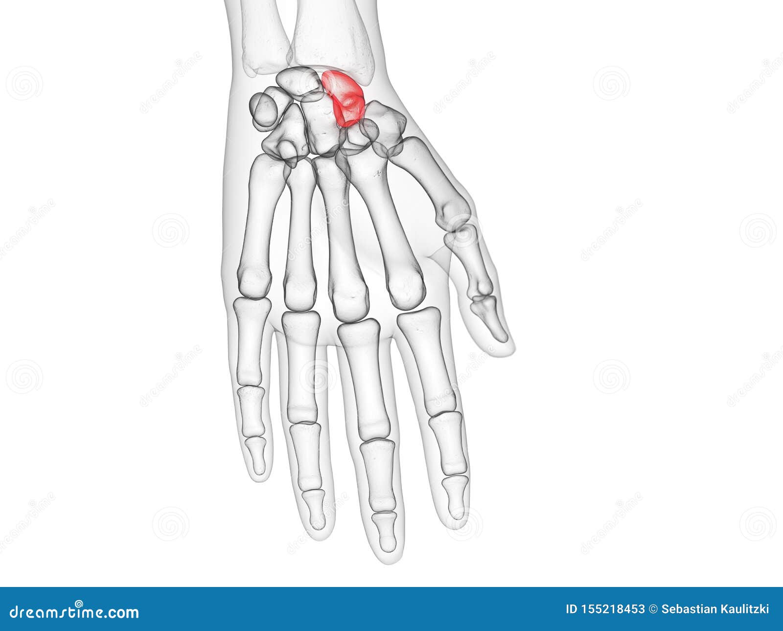 The scaphoid bone stock illustration. Illustration of body - 155218453