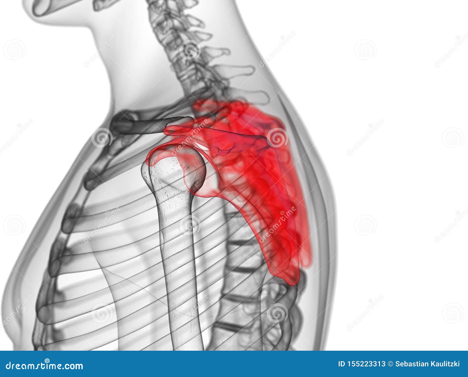 The scapula stock illustration. Illustration of anatomical - 155223313