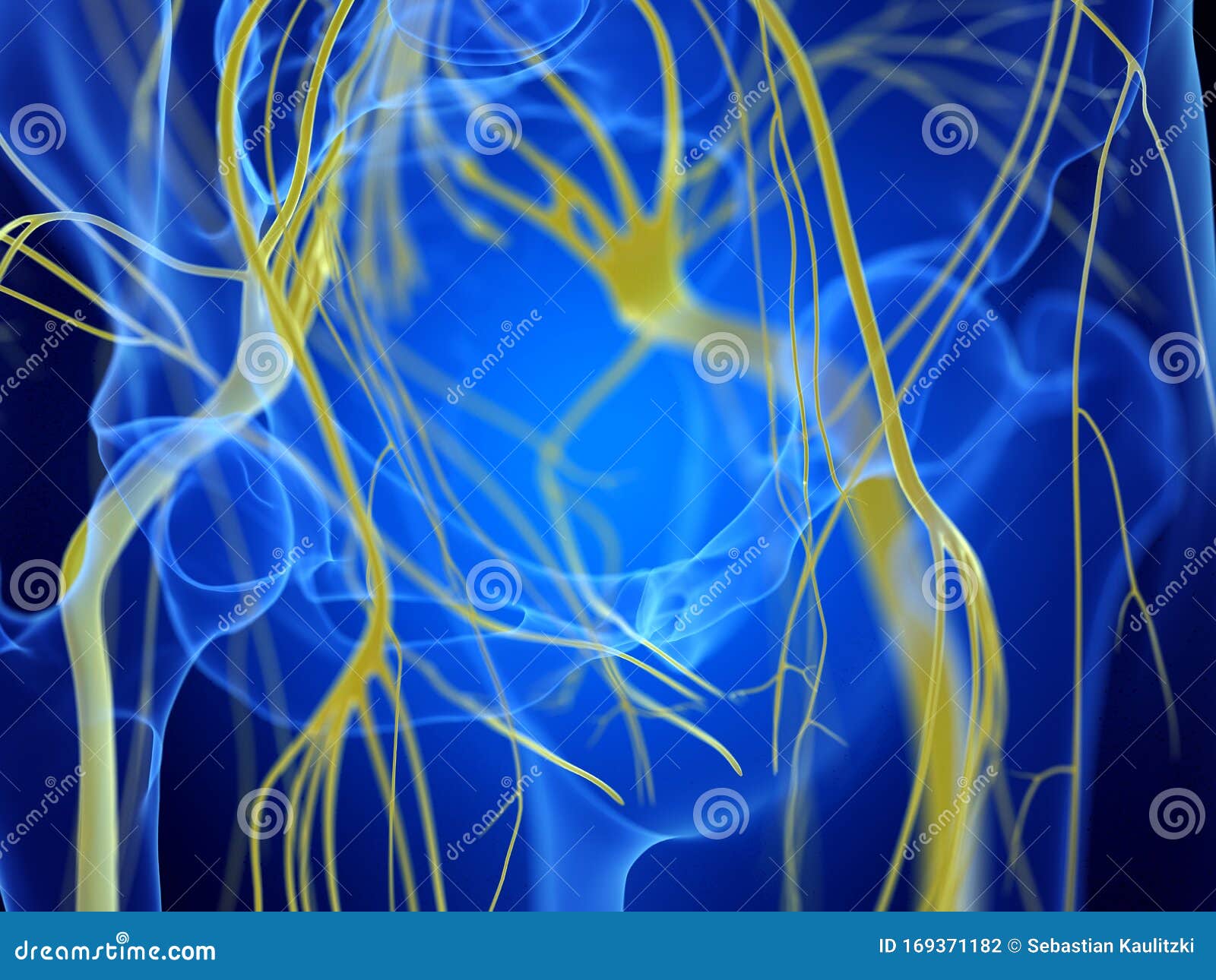 The sciatic nerves stock illustration. Illustration of health - 169371182