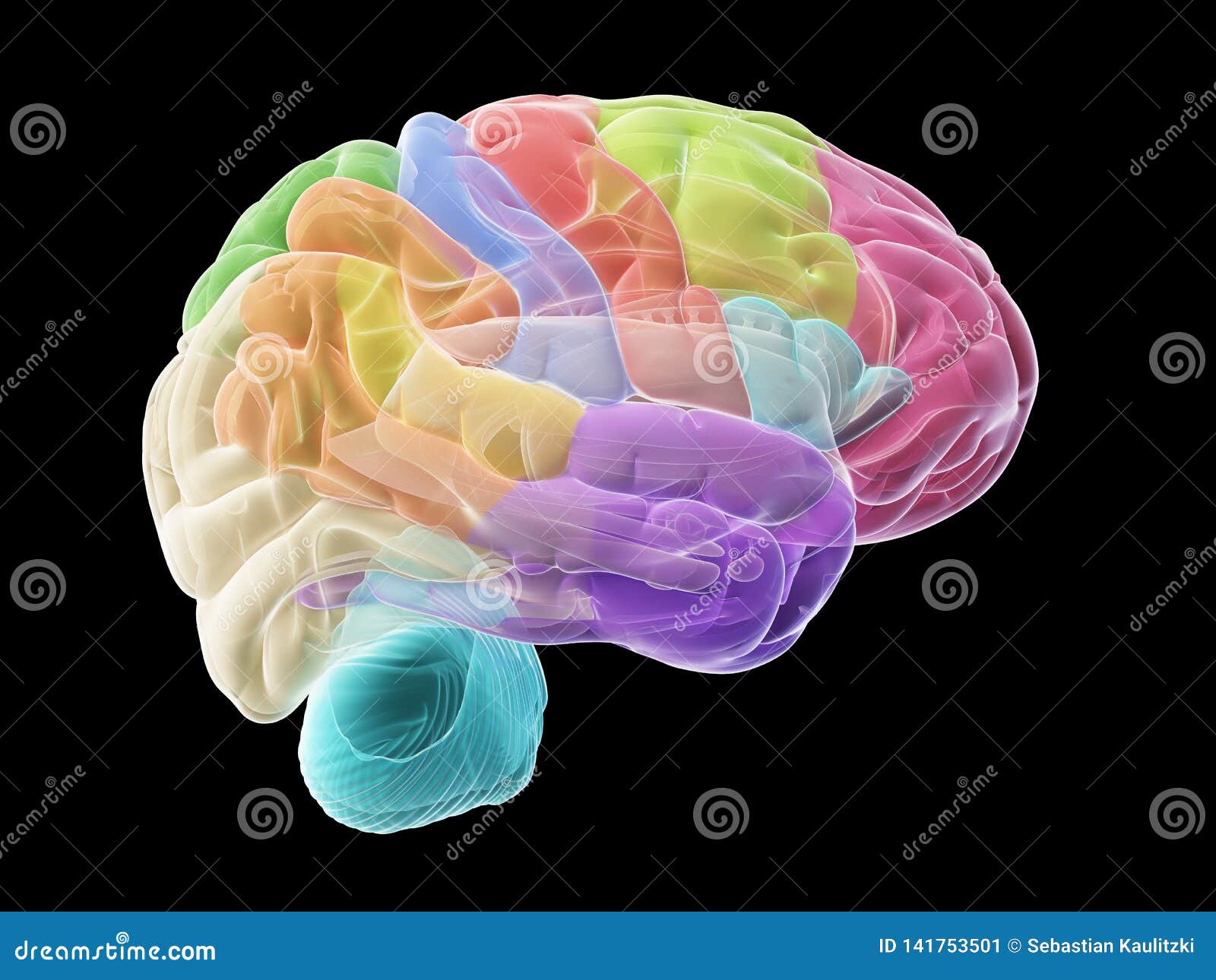 The Sections of the Human Brain Stock Illustration - Illustration of ...