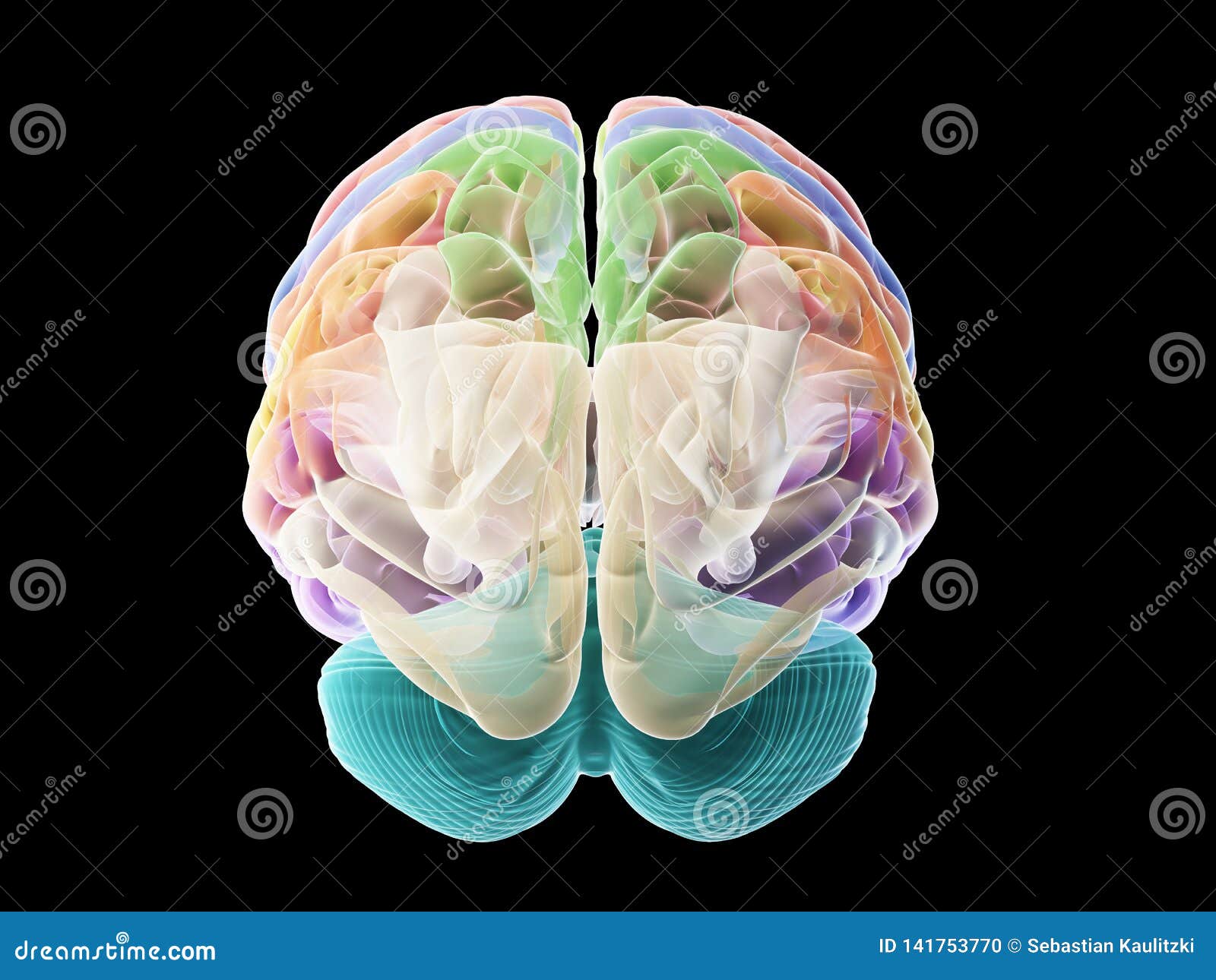 Sections Of Human Brain Anatomy Side View Flat Cartoon Vector ...