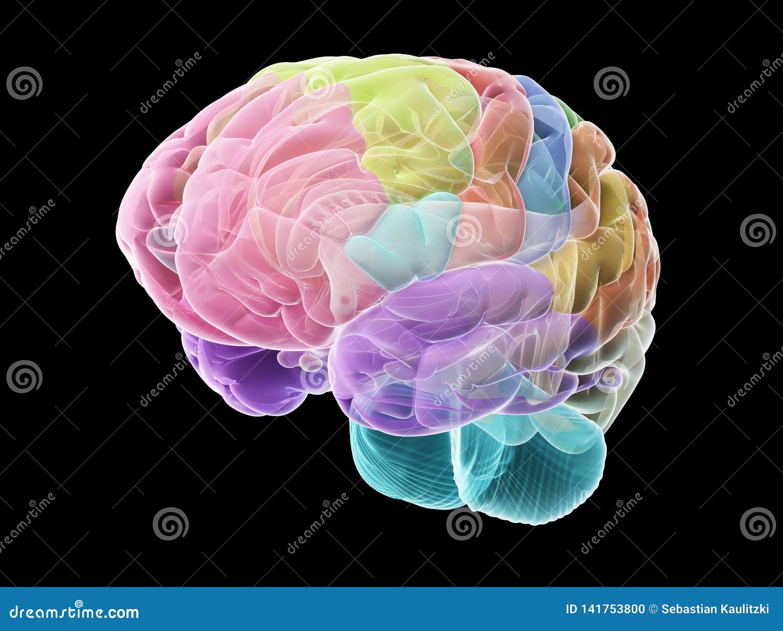 The Sections of the Human Brain Stock Illustration - Illustration of ...