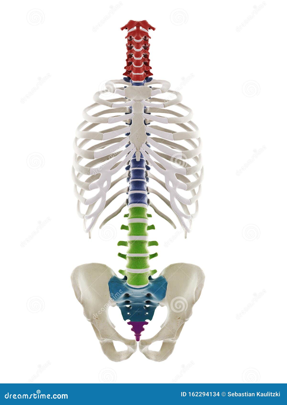 The Segments of the Human Spine Stock Illustration - Illustration of ...