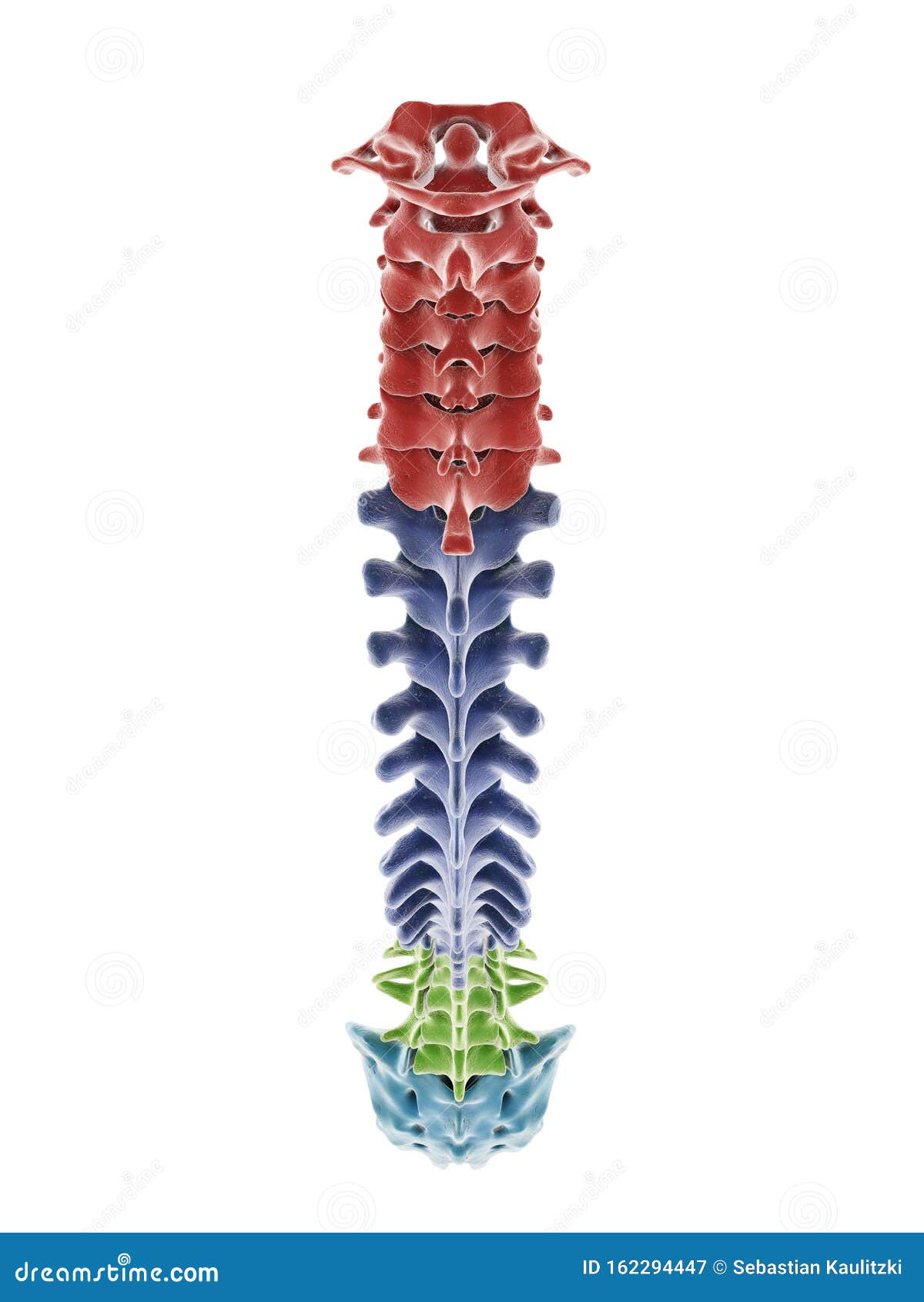 The Segments of the Human Spine Stock Illustration - Illustration of ...