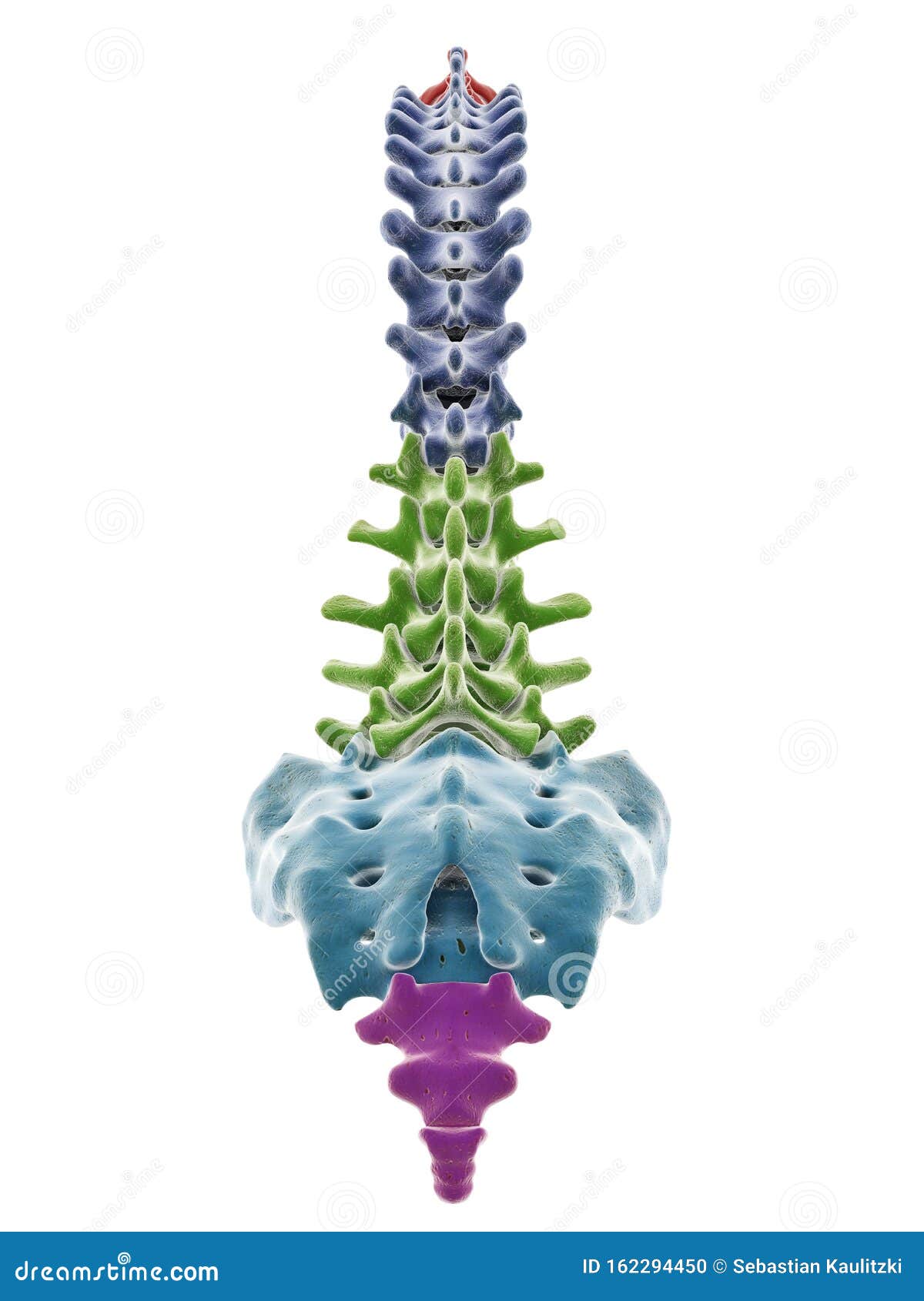 The Segments of the Human Spine Stock Illustration - Illustration of ...