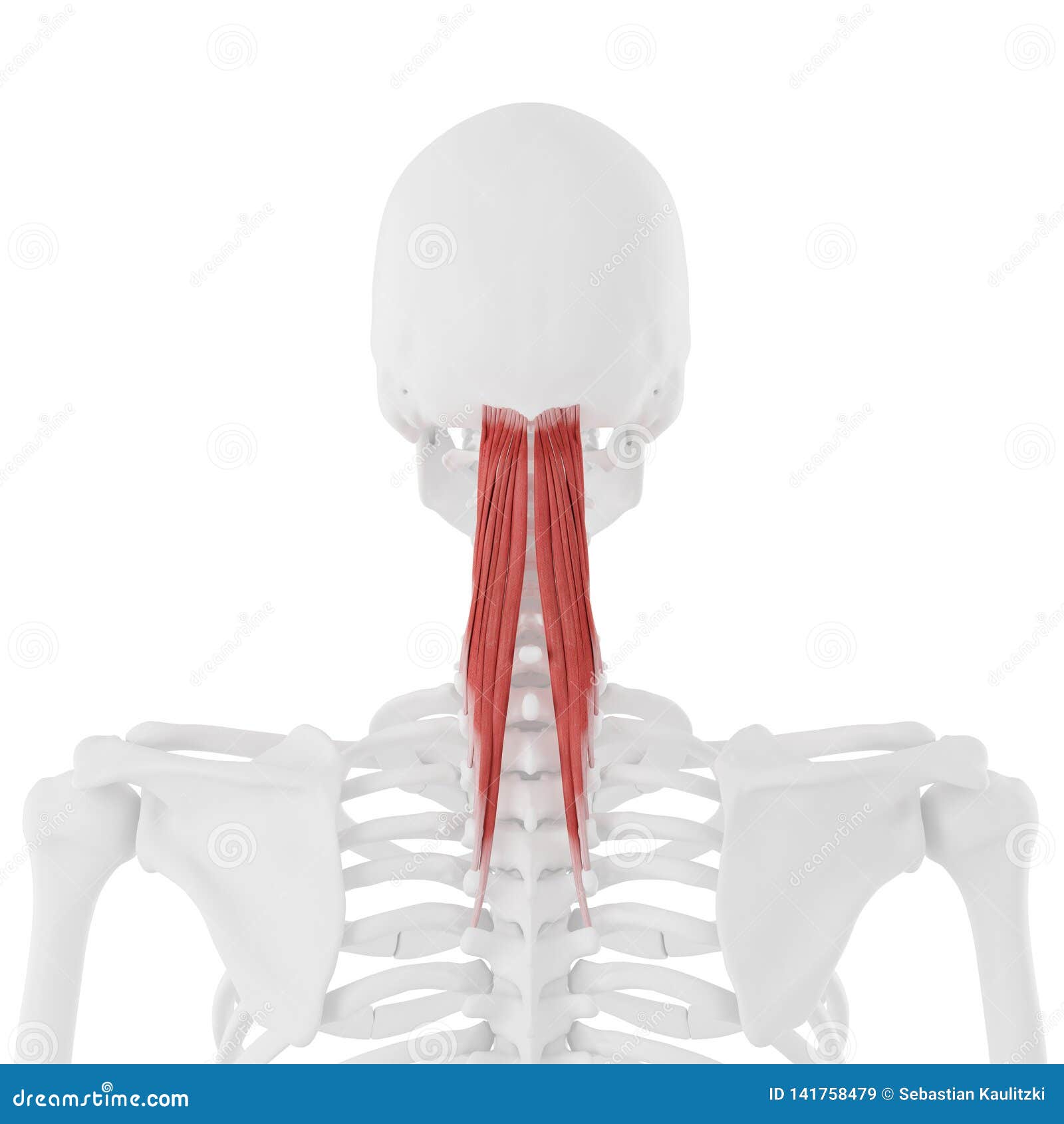 The Semispinalis Capitis stock illustration. Illustration of bones ...
