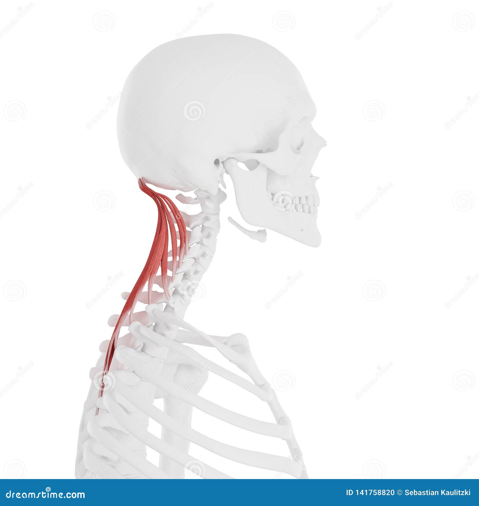 The Semispinalis Capitis stock illustration. Illustration of healthy ...