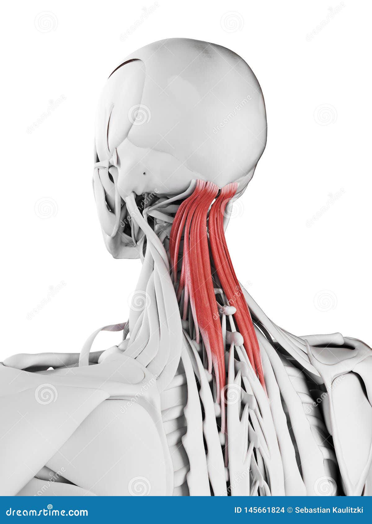 The Semispinalis Capitis Royalty-Free Cartoon | CartoonDealer.com ...