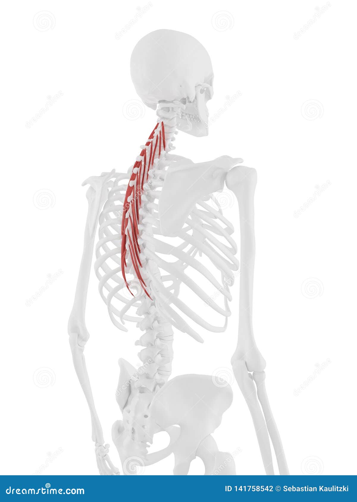 The Semispinalis Thoracis stock illustration. Illustration of body ...