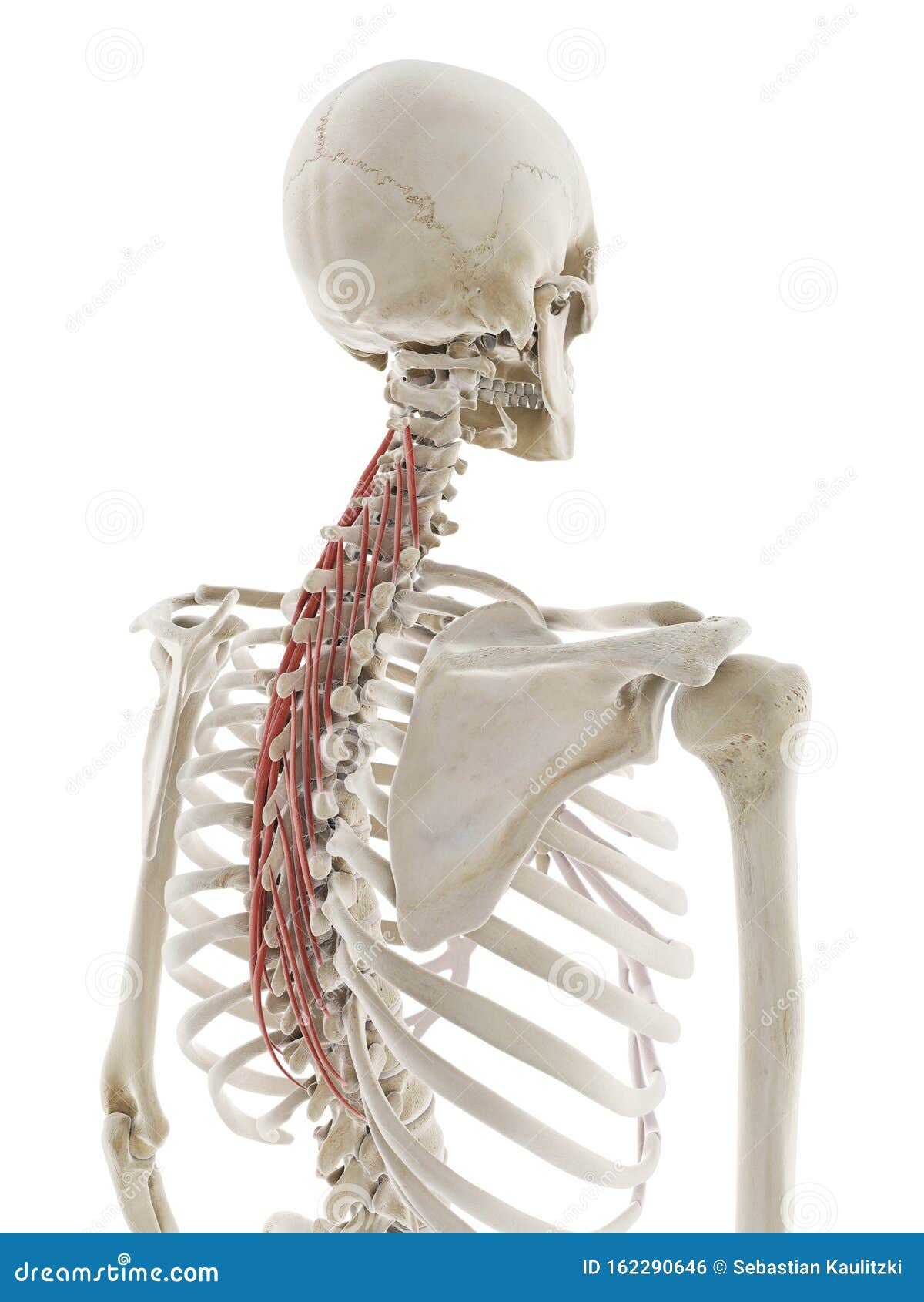 The semispinalis thoracis stock illustration. Illustration of ...
